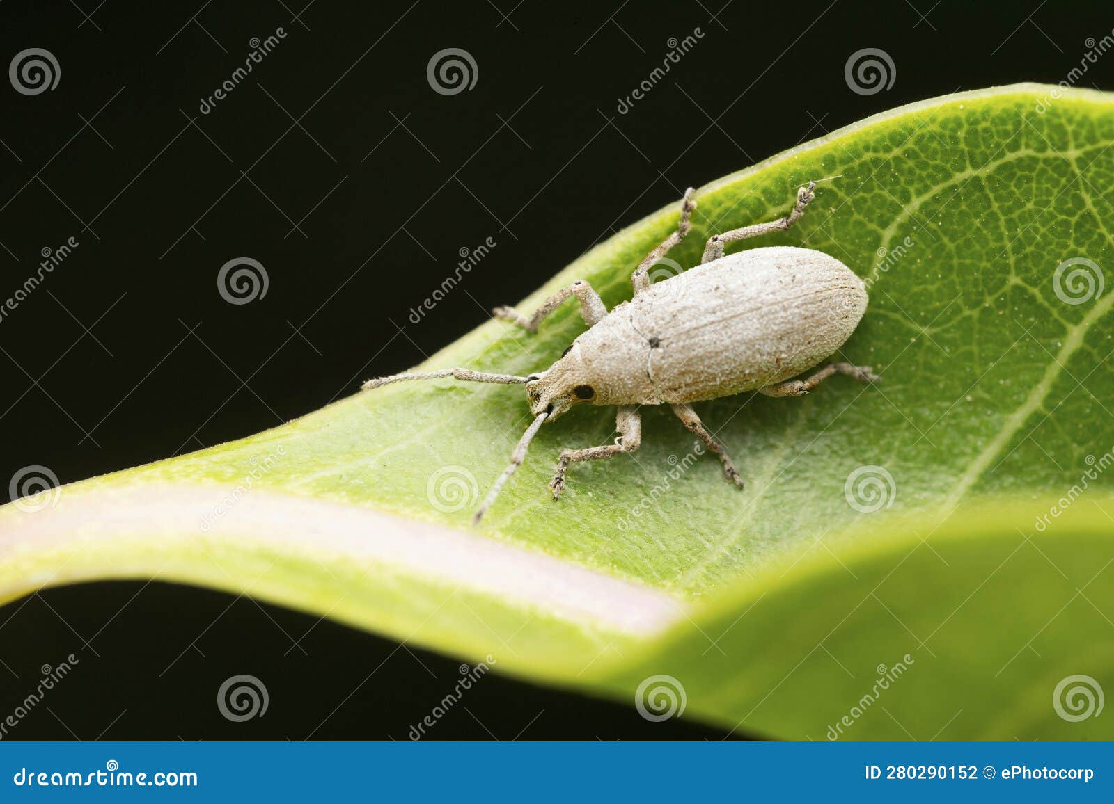 White Weevil, Cylas Indica at Satara, Maharashtra Stock Photo - Image ...