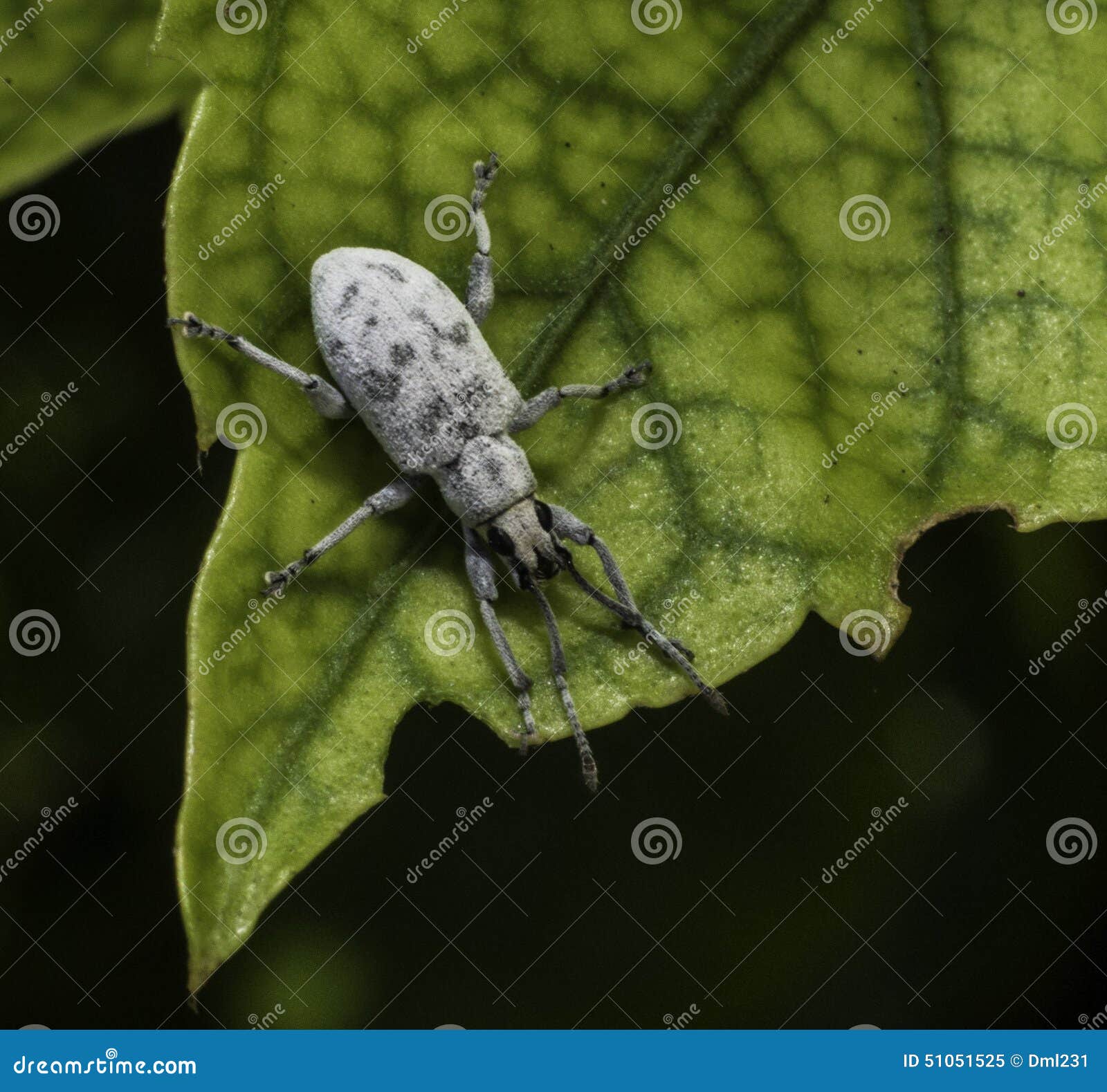 White Weevil on Green Leaf stock image. Image of weevil - 51051525