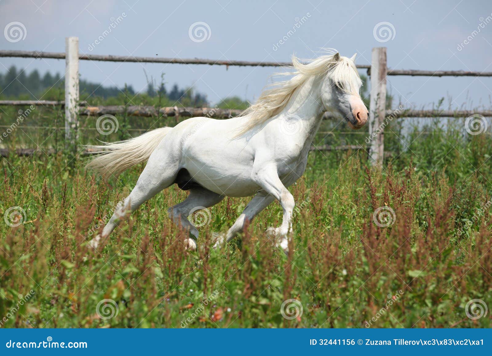 White Welsh Mountain Pony Stallion Running Stock Photo - Image of ...