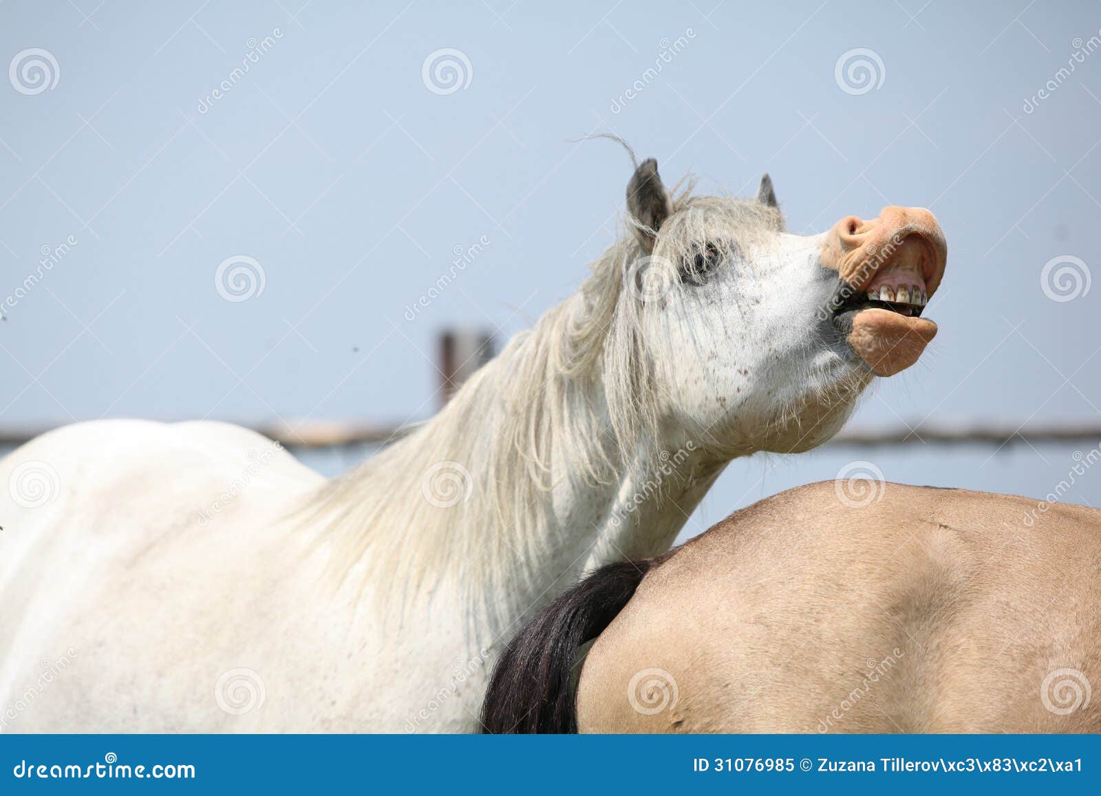 White Welsh Mountain Pony Stallion Showing Its Teeth Stock Image ...