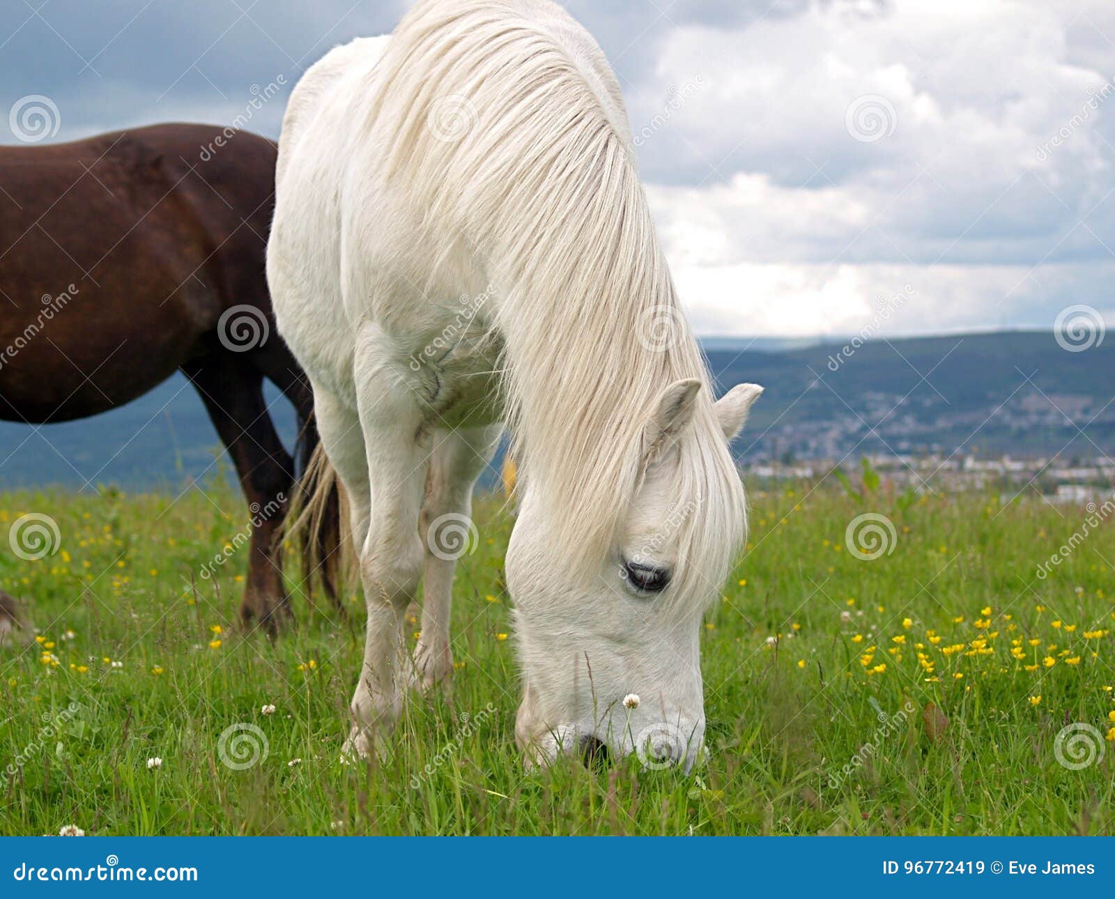White Welsh Pony stock image. Image of stallion, mane - 96772419