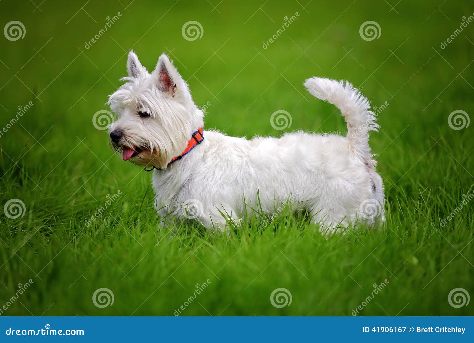 White Westie dog stock image. Image of westie, profile - 41906167