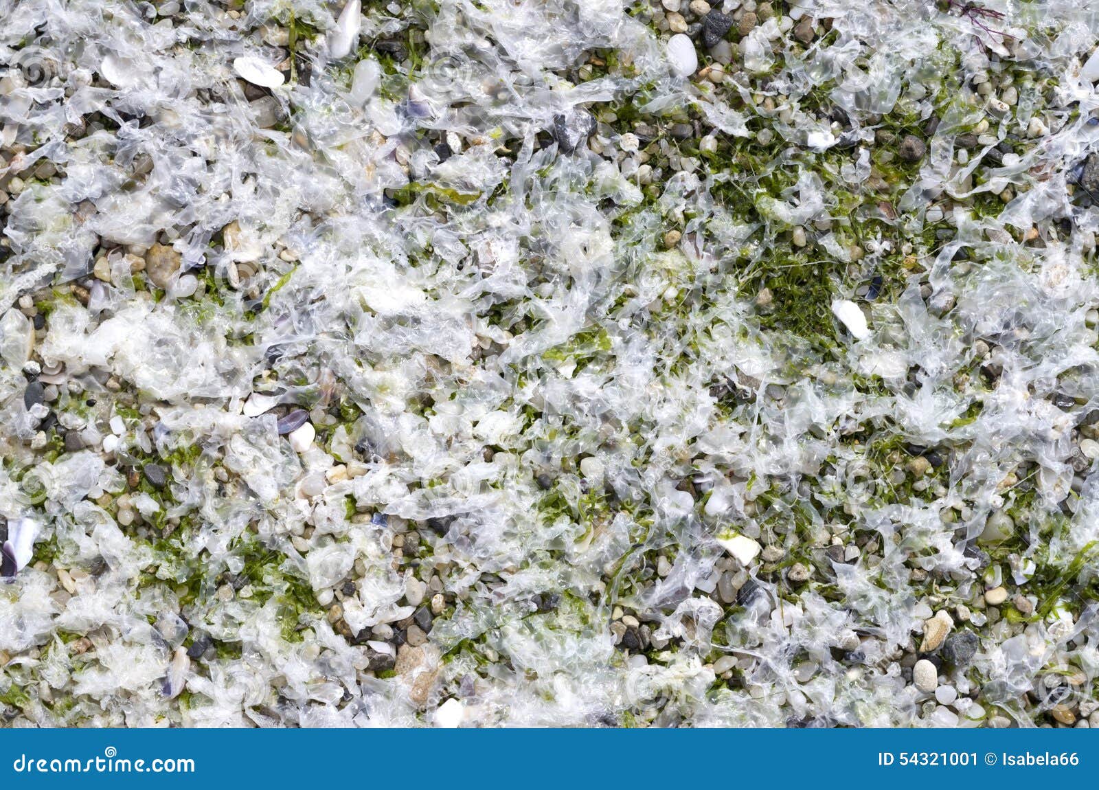 White Wet Algae on Sunny Beachx Stock Image - Image of coast, coastline ...