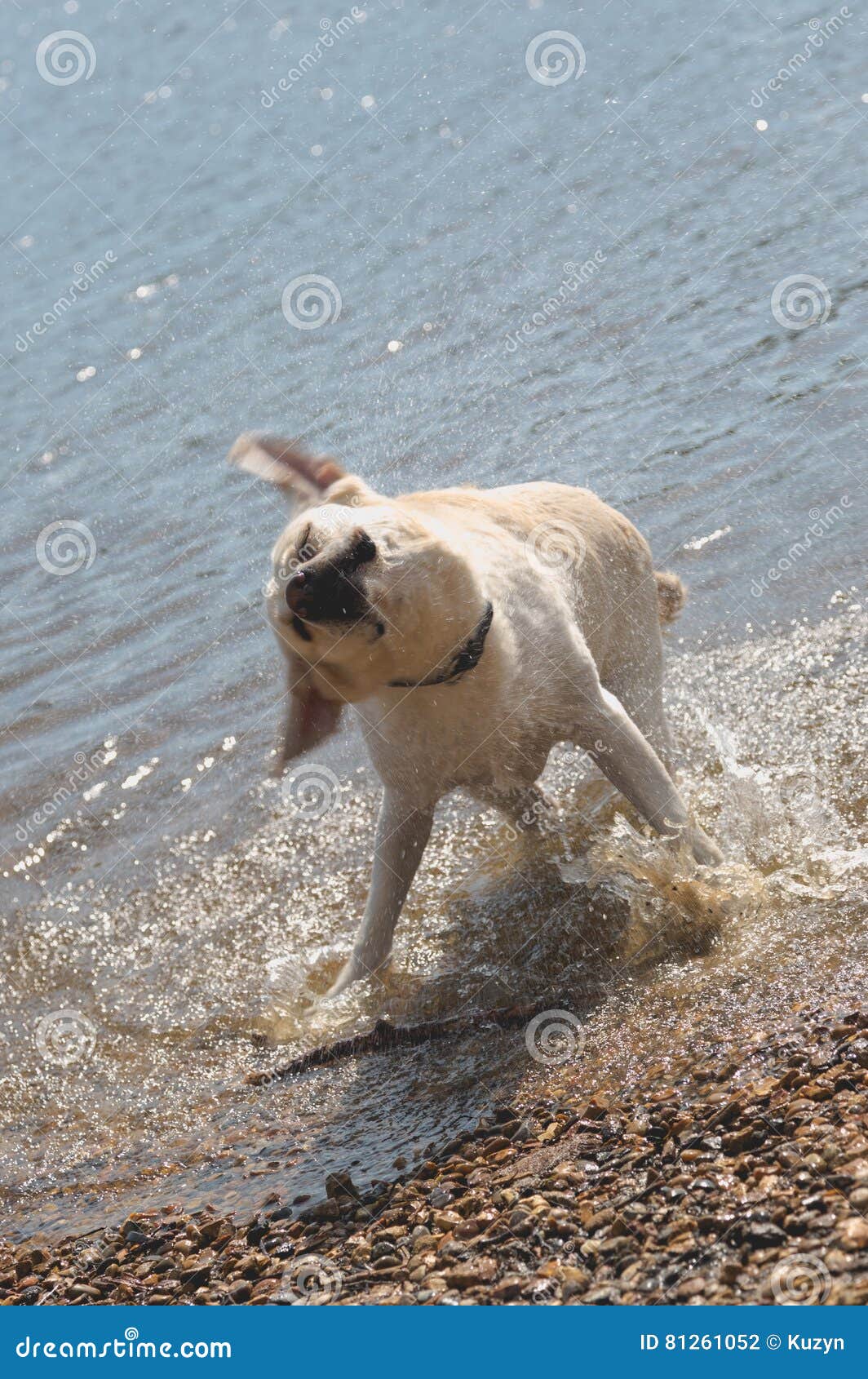 White Wet Dog Shaking and Splashing Stock Photo - Image of lake, jump ...