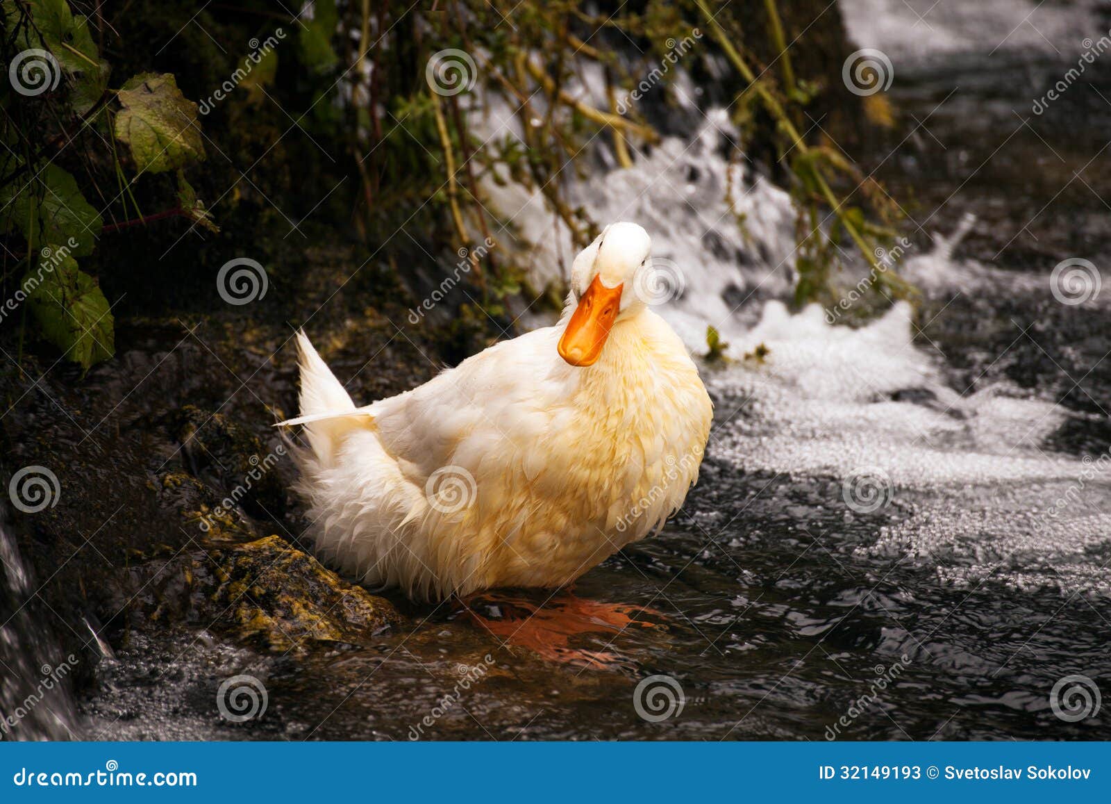 White wet duck stock image. Image of animal, reflection - 32149193