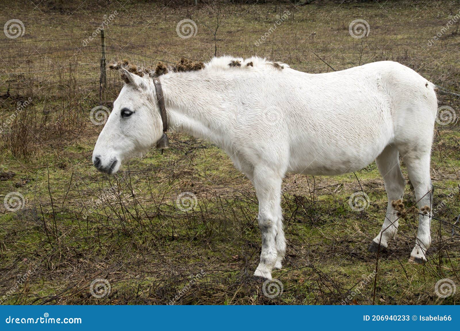 White Wet Mule with Burdocks on the Mane and Human Hand Stock Image ...