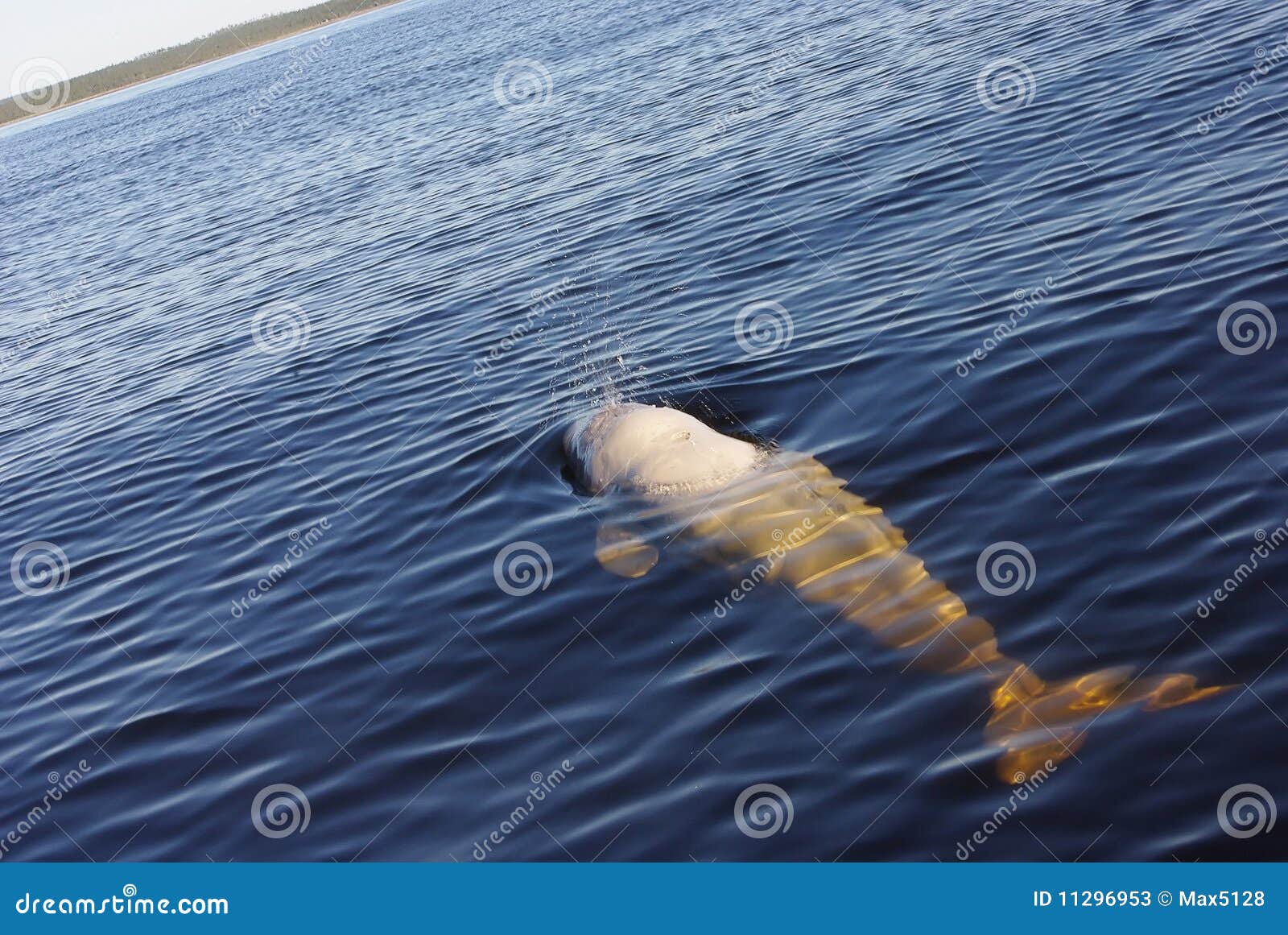 White whale stock image. Image of emerge, leucas, nature - 11296953