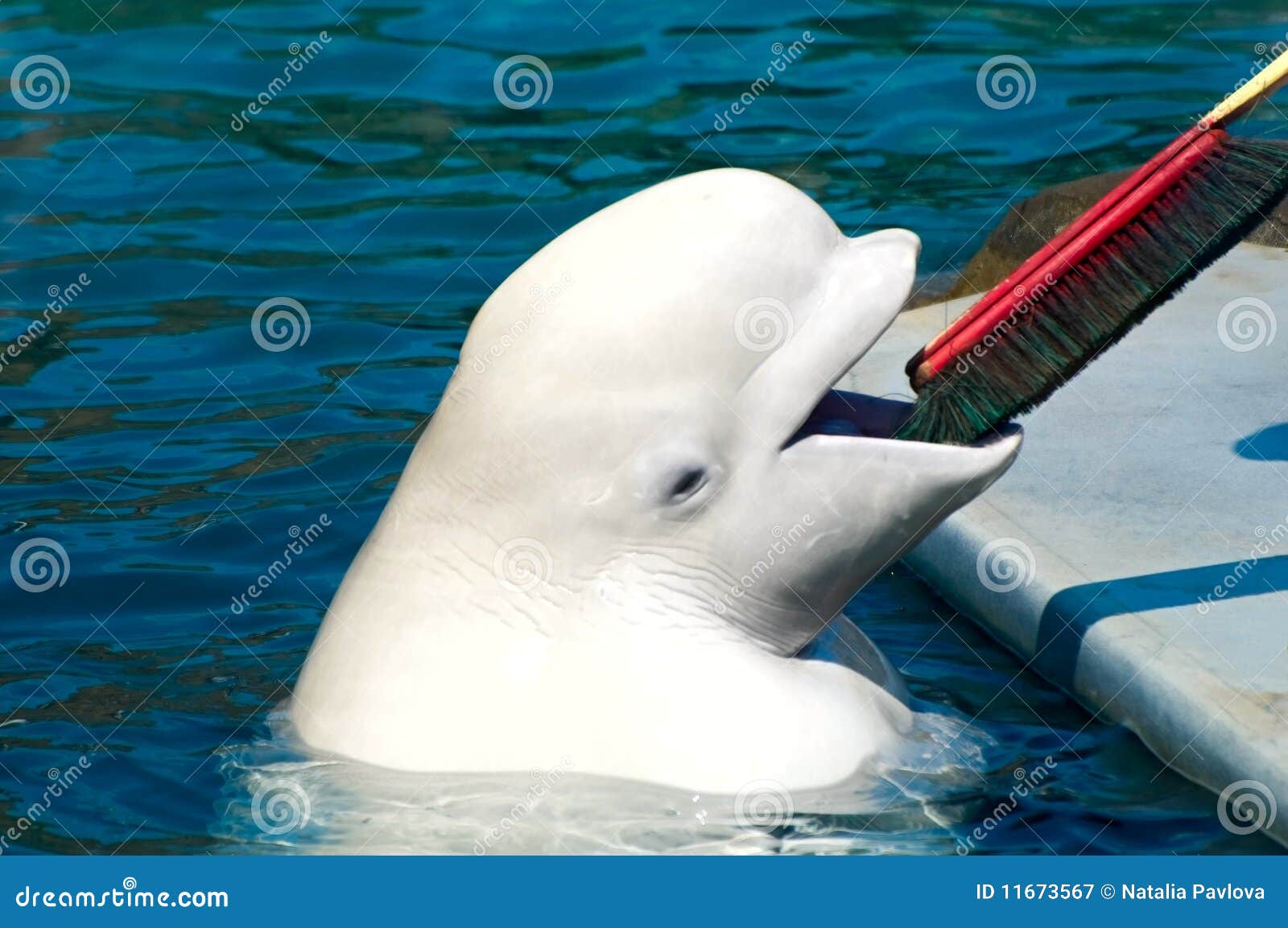 White Whale stock image. Image of white, whale, power - 11673567