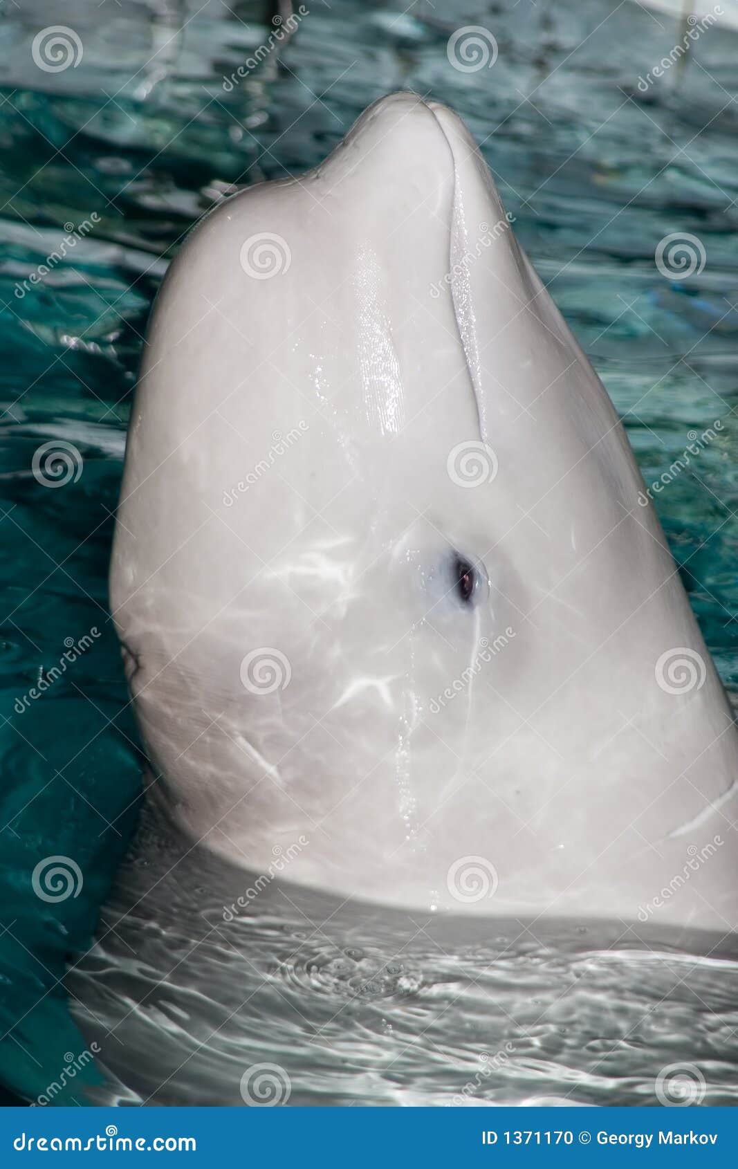 White whale stock photo. Image of leucas, delphinoid, snout - 1371170