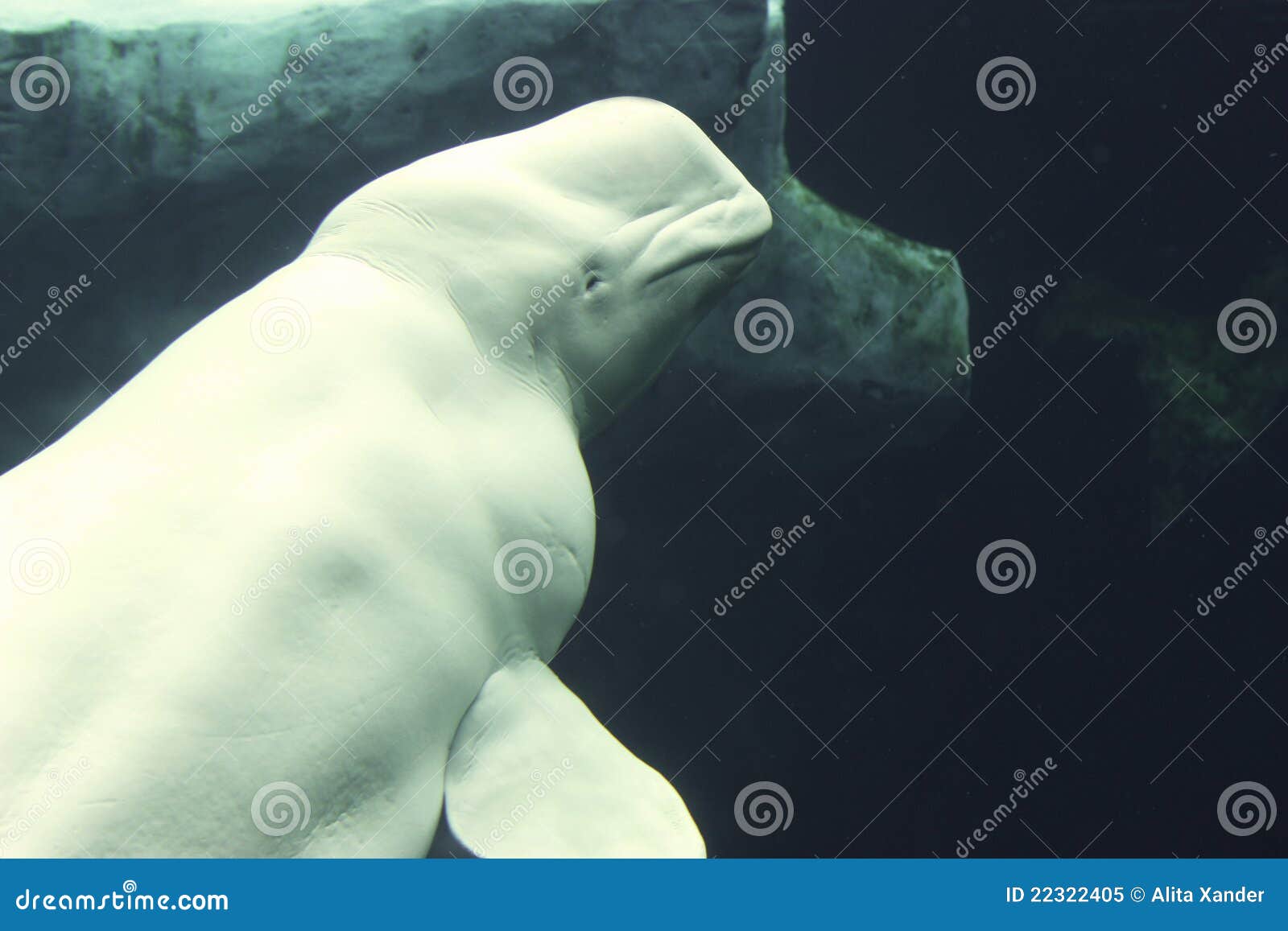 White Whale stock image. Image of ocean, fish, cute, freeze - 22322405