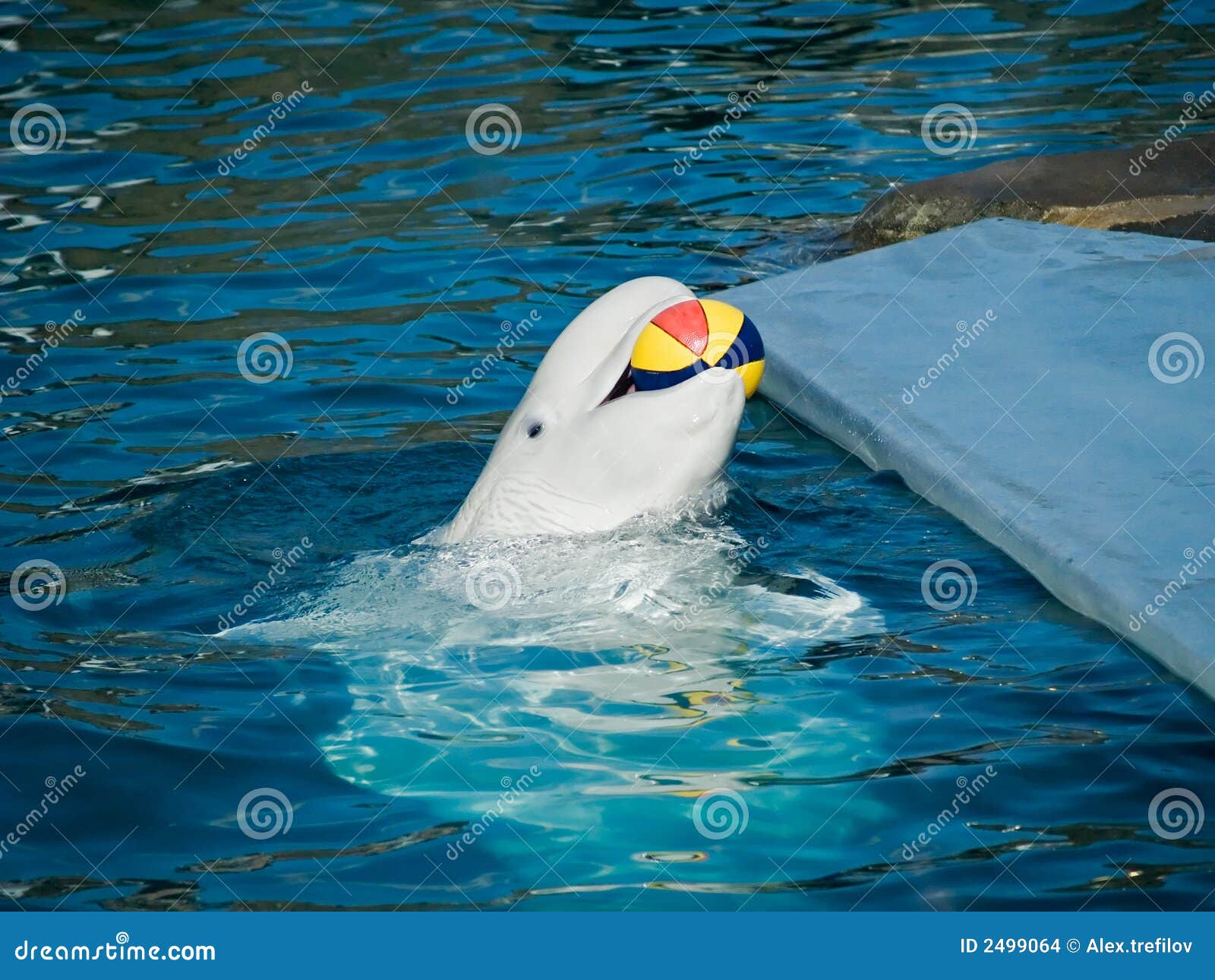 White Whale Playing Basketball Stock Photography | CartoonDealer.com ...
