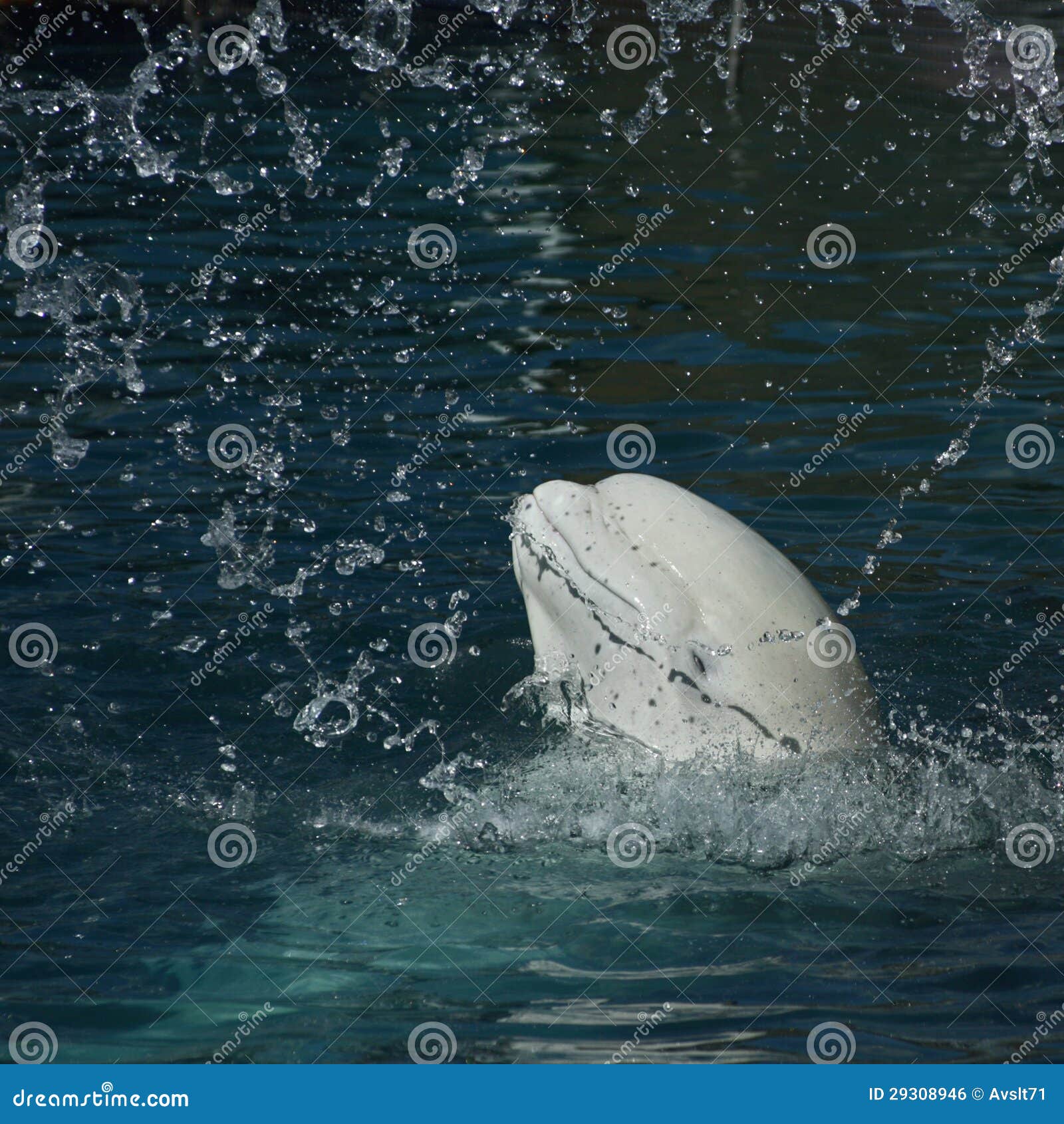 White whale stock photo. Image of head, ocean, outdoor - 29308946