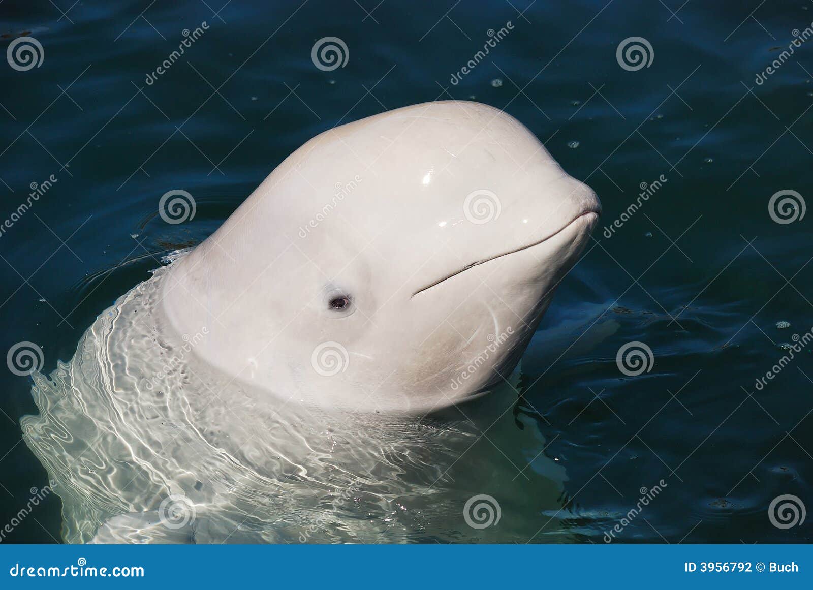 White whale stock photo. Image of posing, white, underwater - 3956792