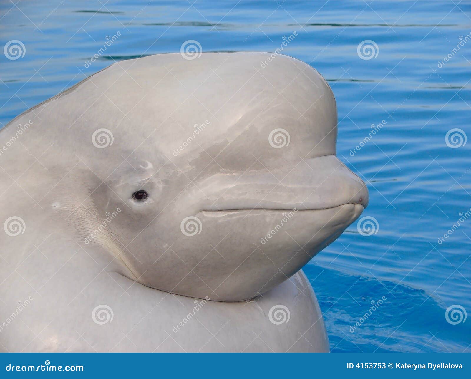 White Whale stock image. Image of dolphins, narwhal, ocean - 4153753