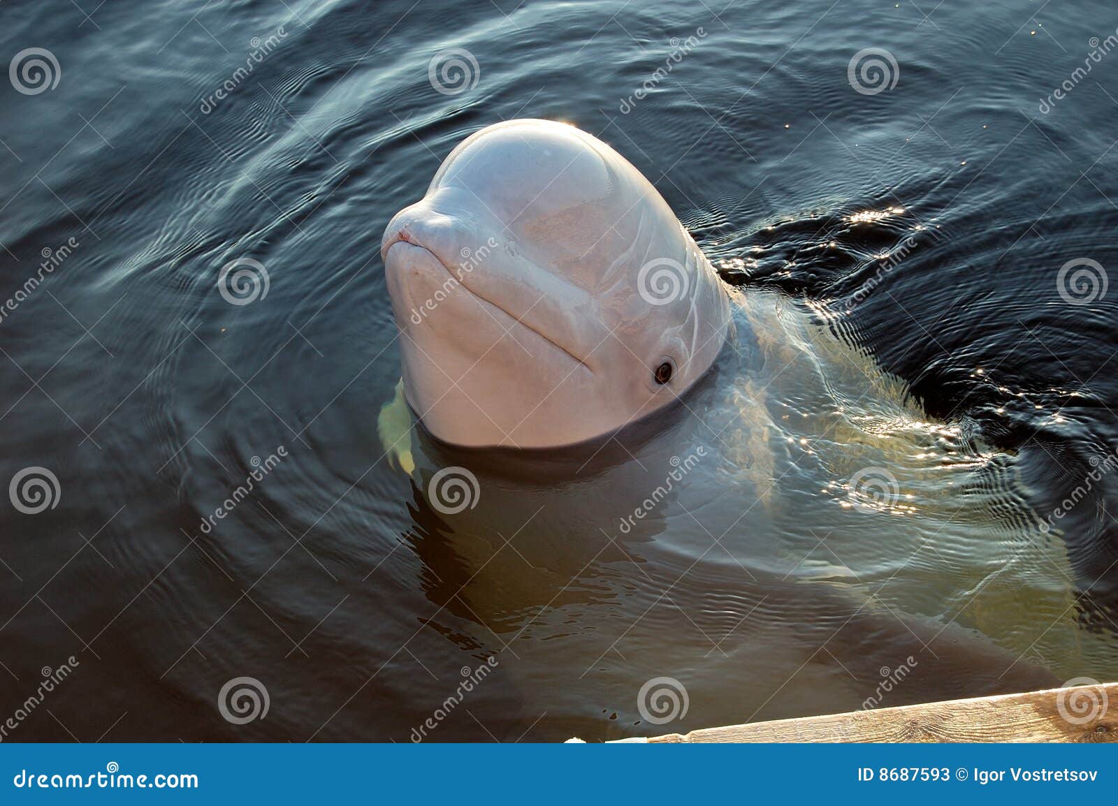White whale stock image. Image of arctic, white, ocean - 8687593
