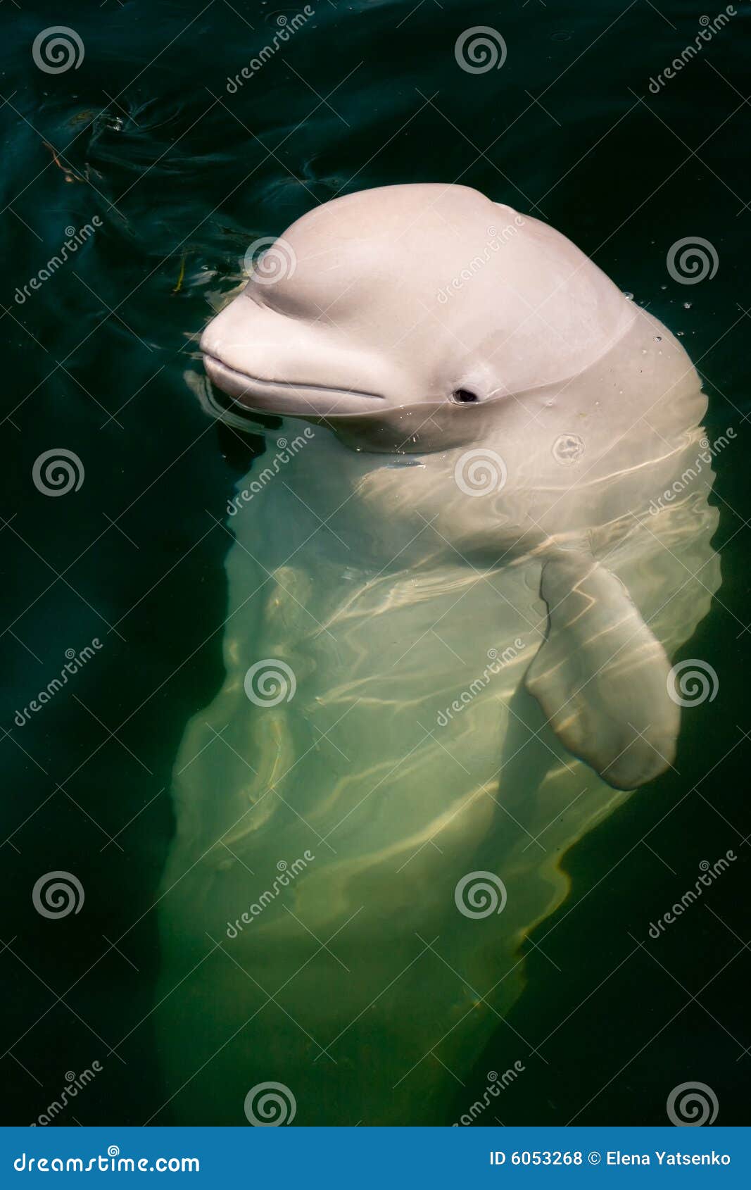 White Whale Playing Basketball Stock Photography | CartoonDealer.com ...