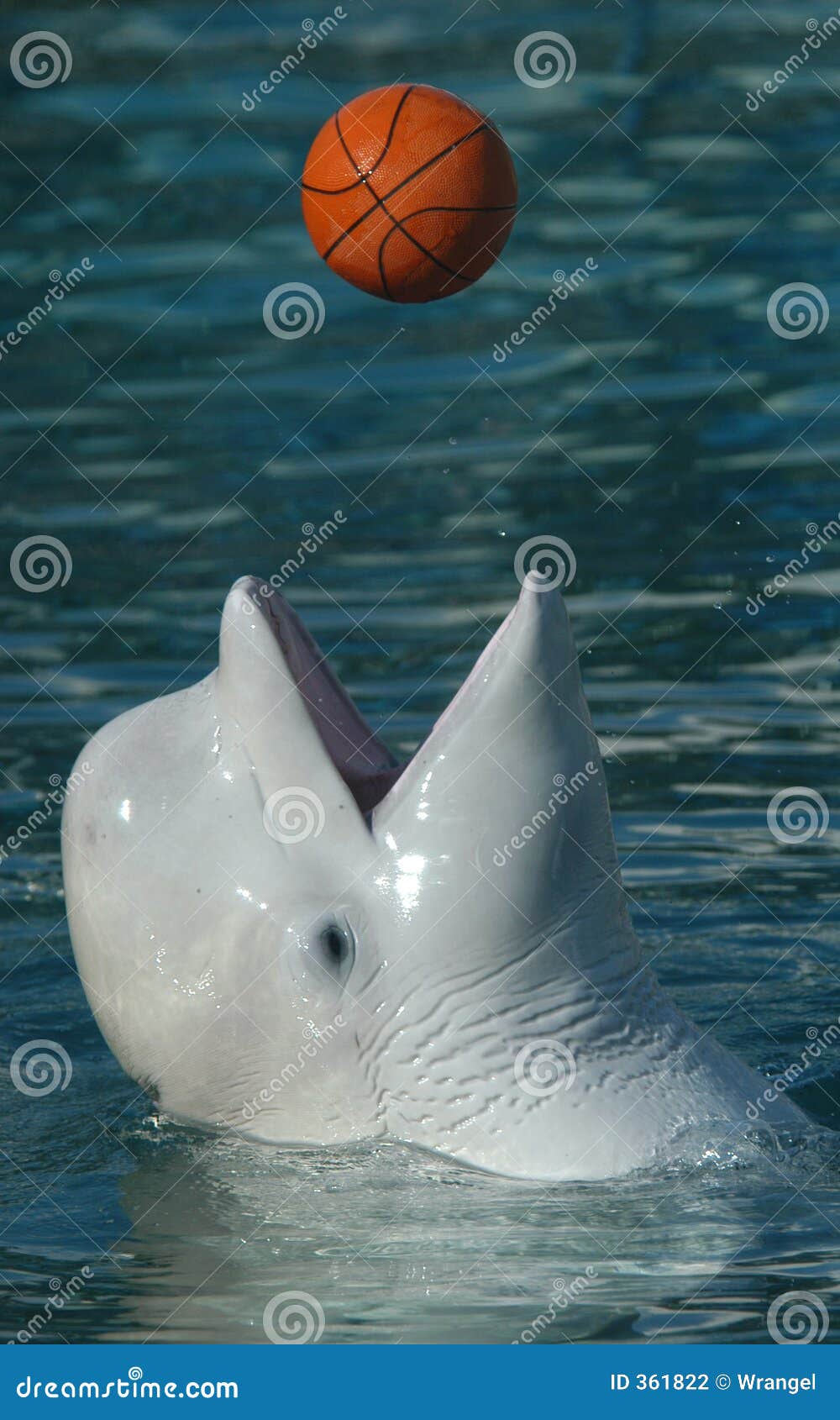 White Whale Playing Basketball Stock Photo - Image of natatorial ...