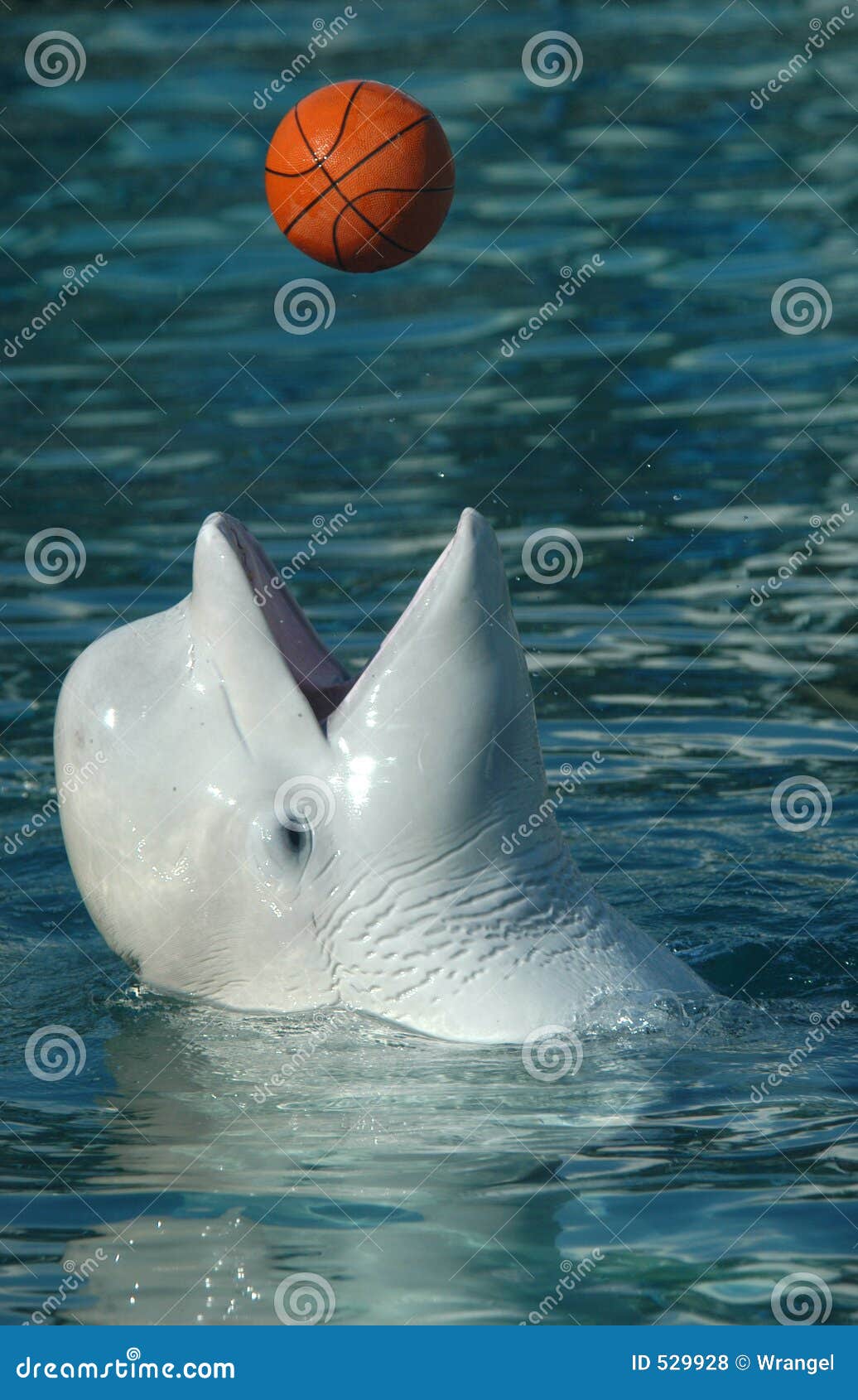 White Whale Playing Basketball Stock Photo - Image of fowl, beluga: 529928