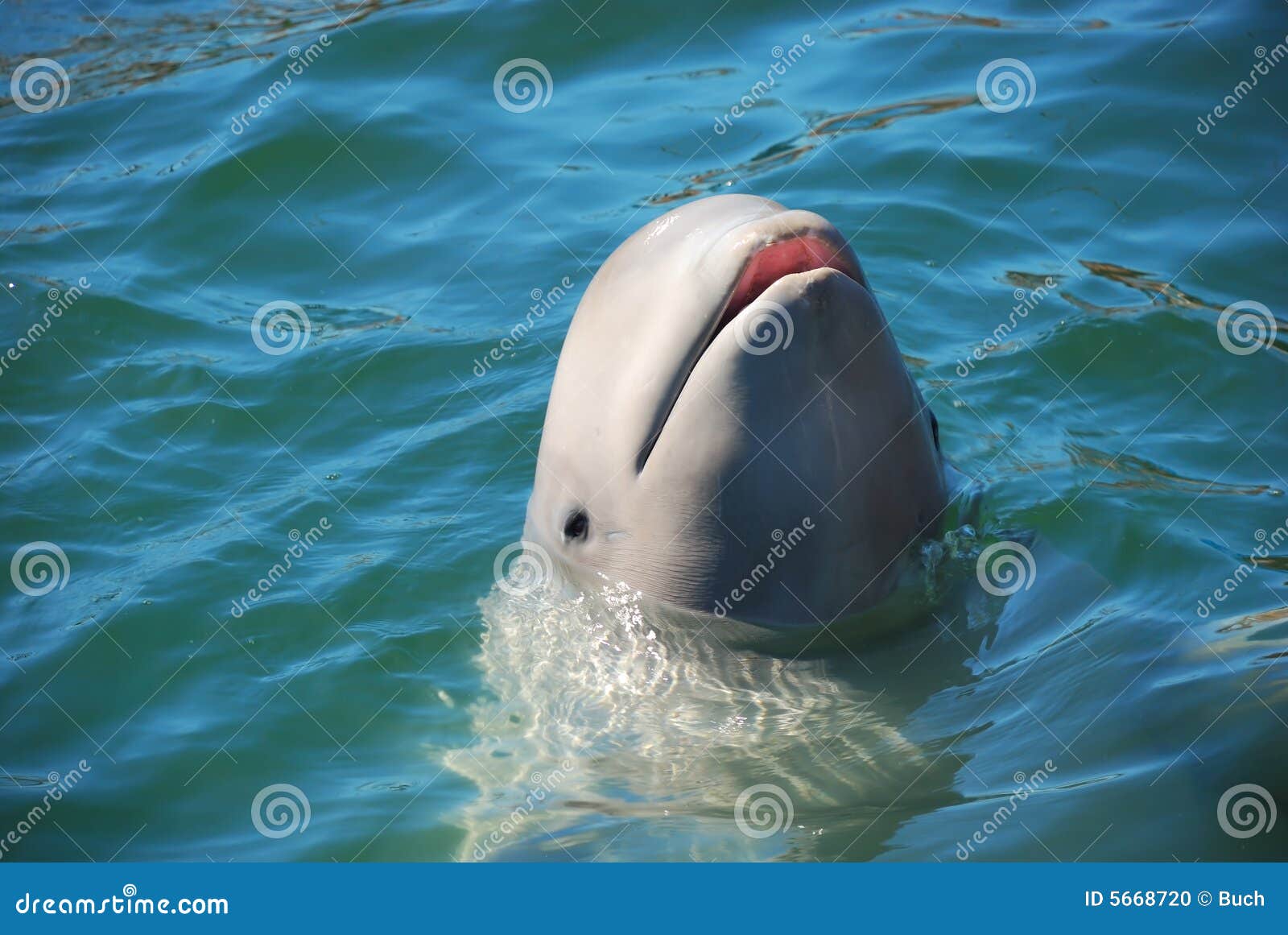White whale in sea stock photo. Image of beluga, face - 5668720