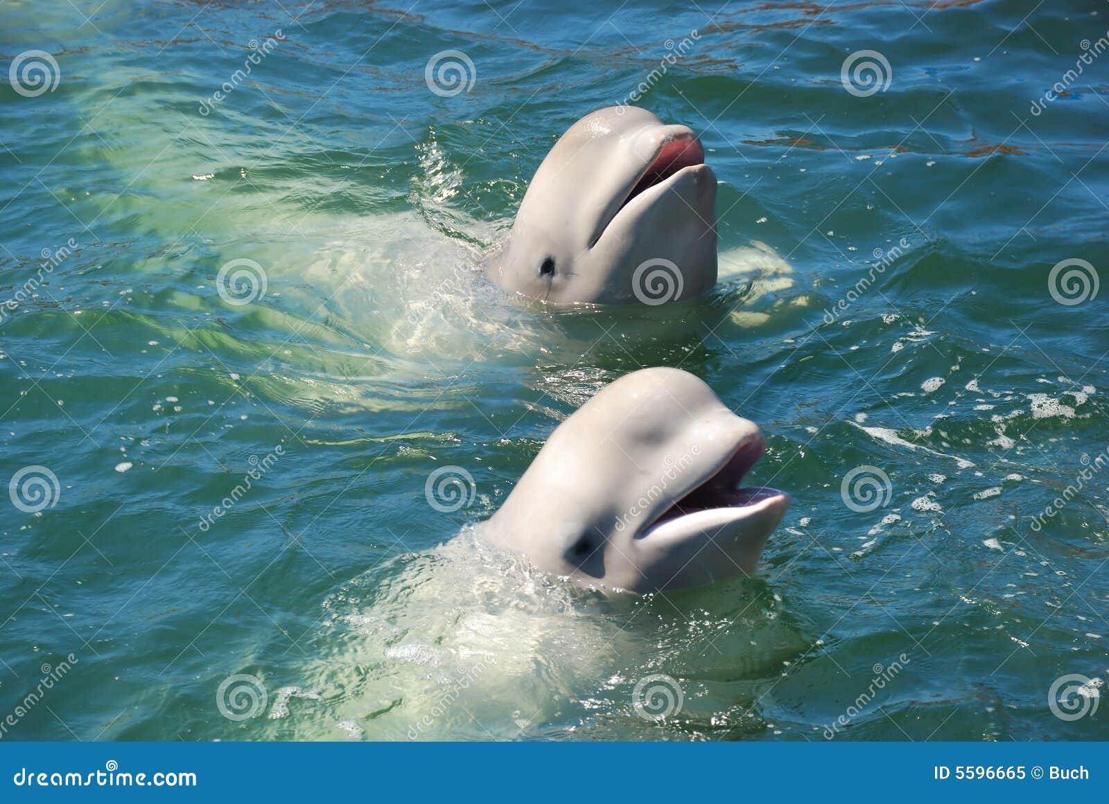 White whales stock image. Image of face, power, vapor - 5596665