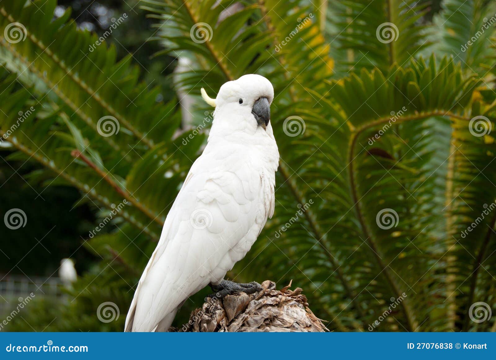 Animal Wild Cockatoo Premium Photo | White Cockatoo Parrot In The Wild