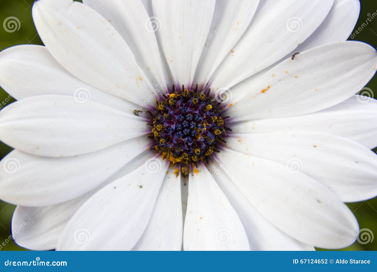 White wild daisy, zoom stock photo. Image of pistil, garden - 67124652