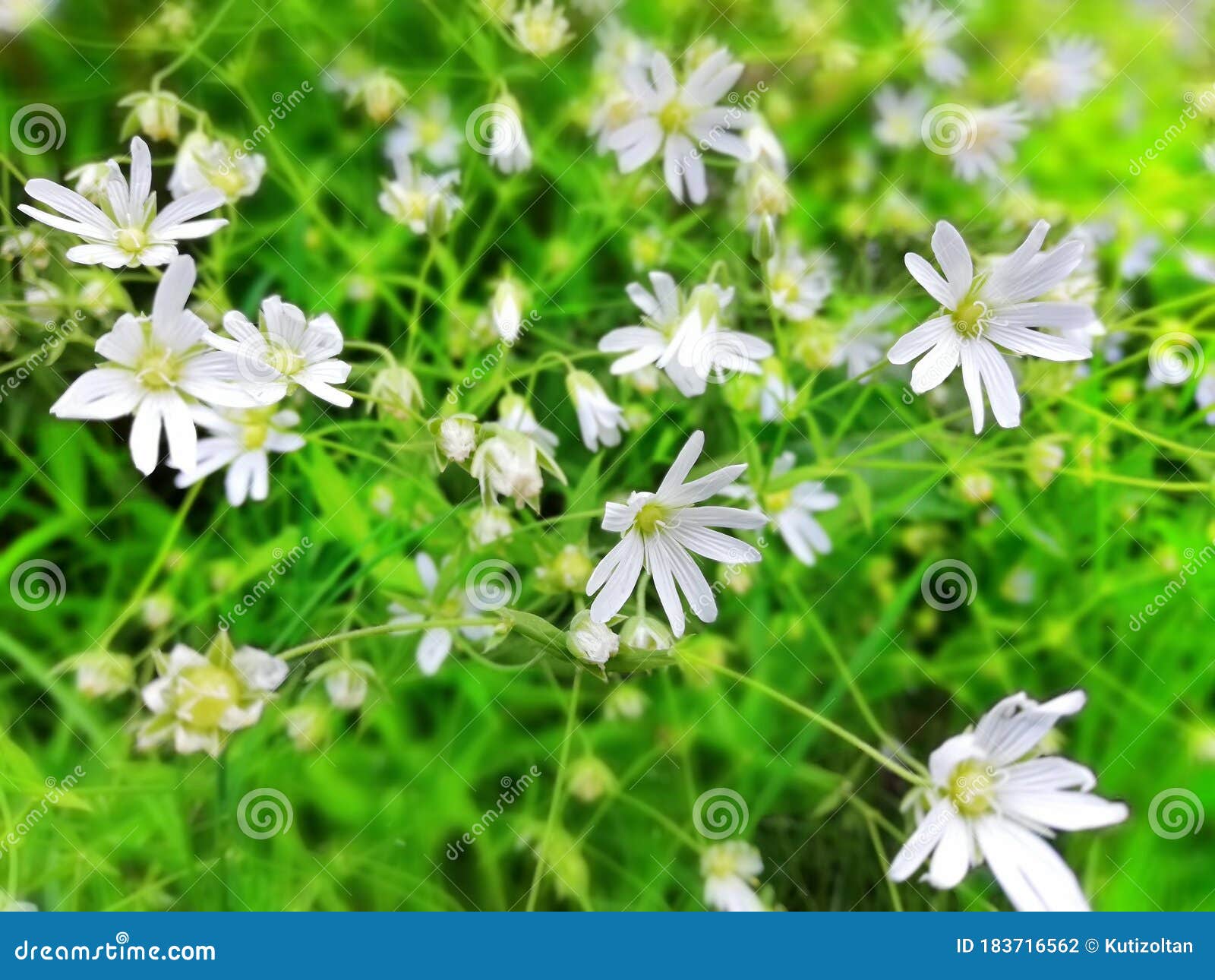 White Wild Flowers on the Meadow 2 Stock Photo - Image of garden ...