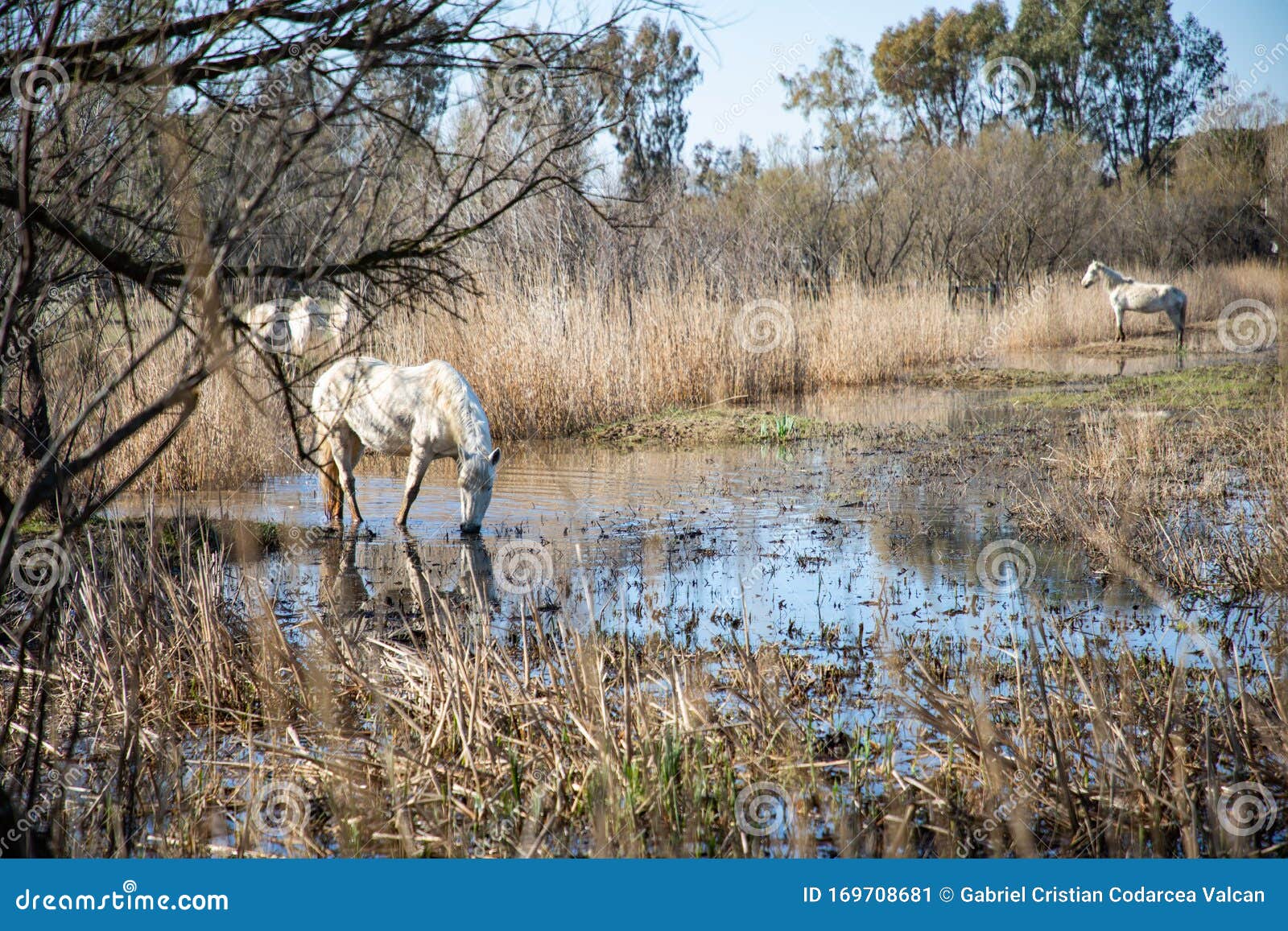 White Wild Horse Grazing in a Swamp Stock Image - Image of space, copy ...