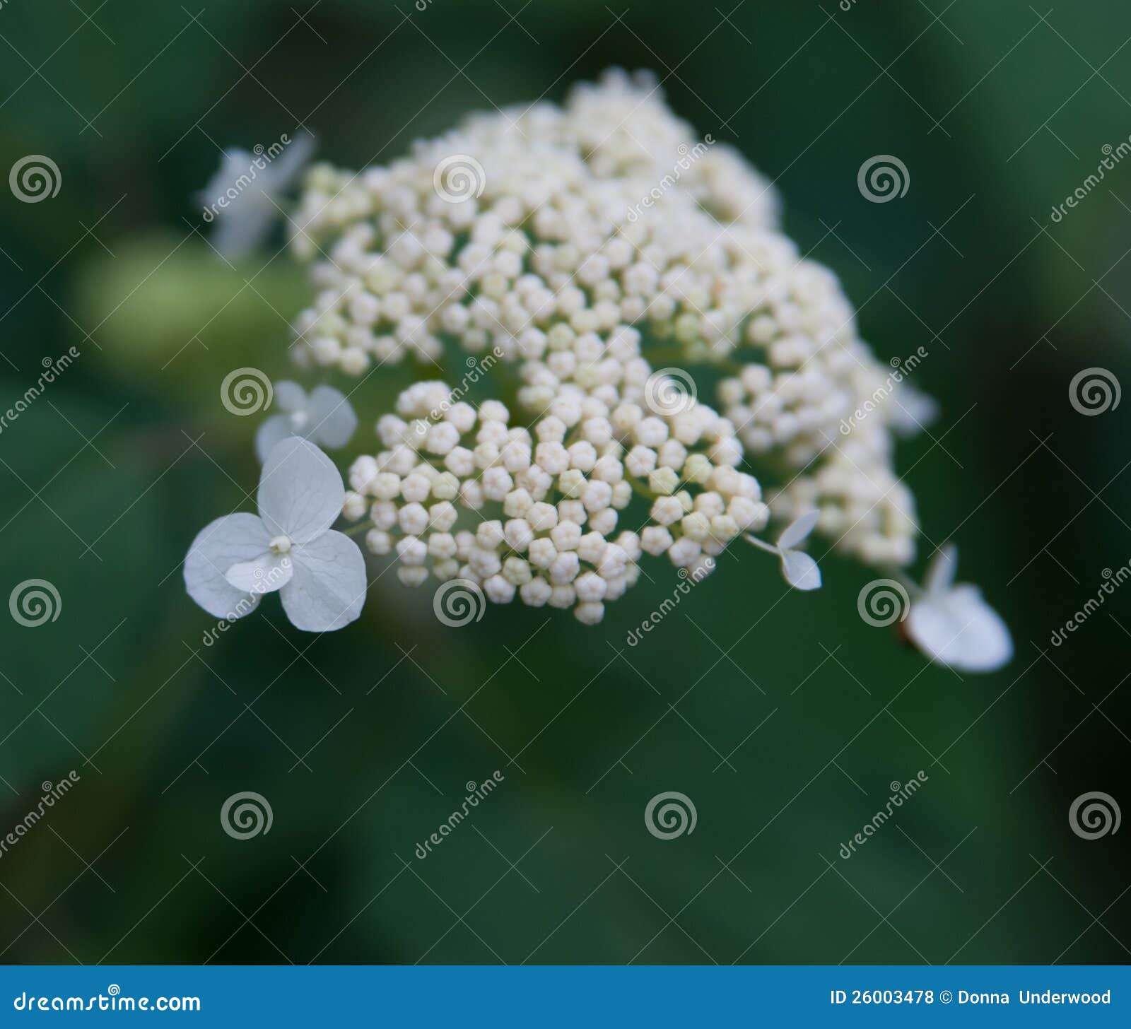 White Wild Hydrangea stock photo. Image of white, delicate - 26003478