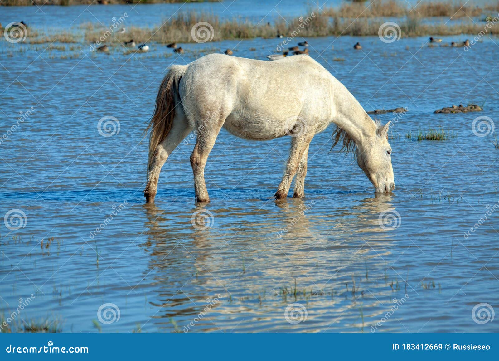 Wild mare in the water stock image. Image of mane, horse - 183412669