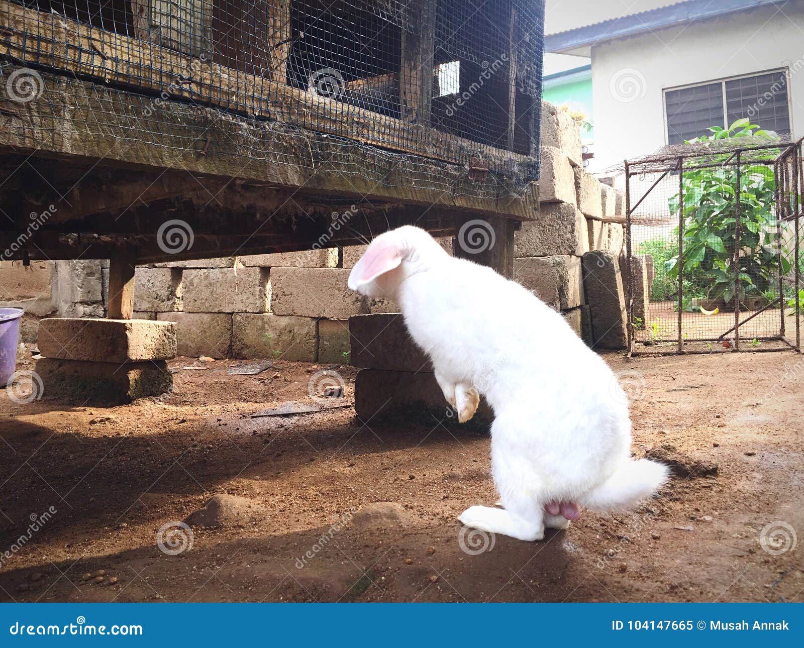 White Wild Rabbits Standing Back View Stock Image - Image of book, ears ...