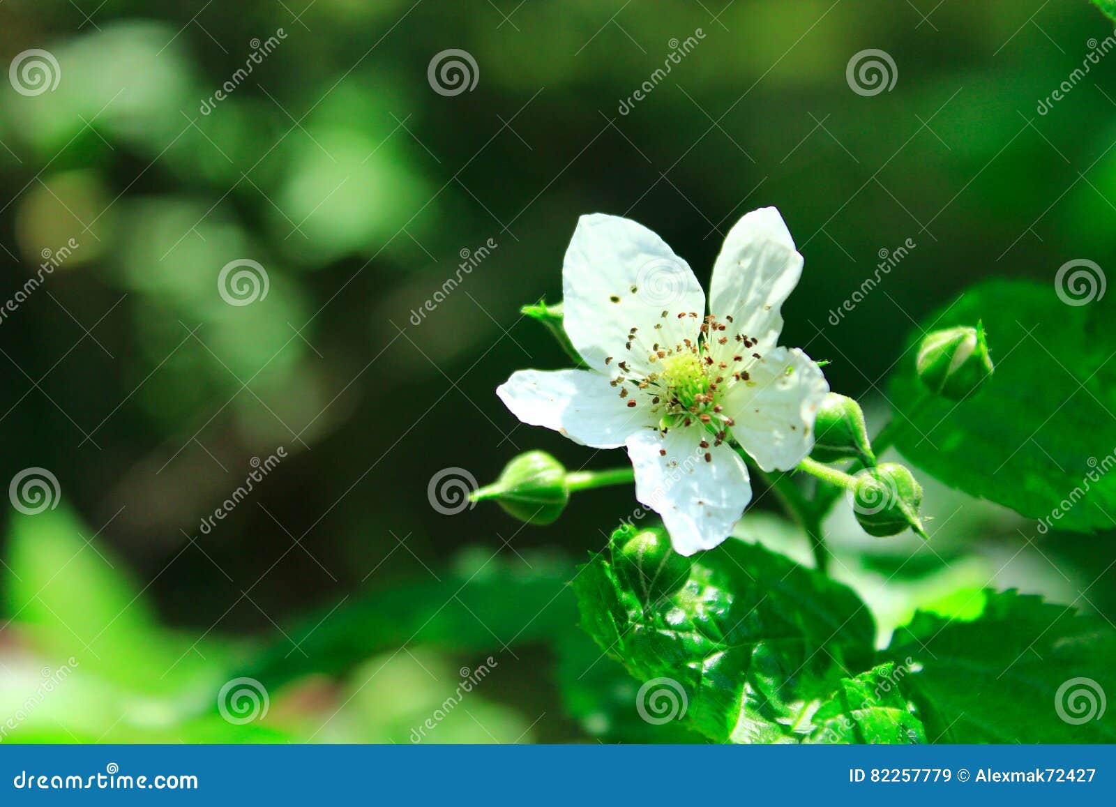 White Wild Raspberry Flower in the Forest Stock Image - Image of ...