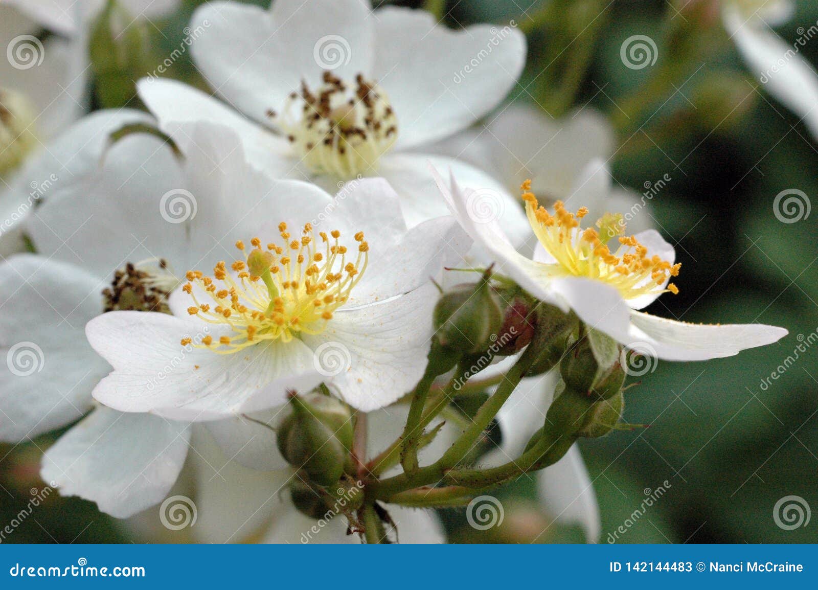 White Wild Rose Closeup of Stigma and Stamen Stock Image - Image of ...