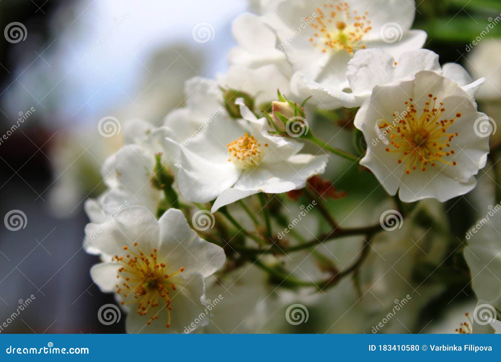 White wild rose in spring stock photo. Image of branch - 183410580