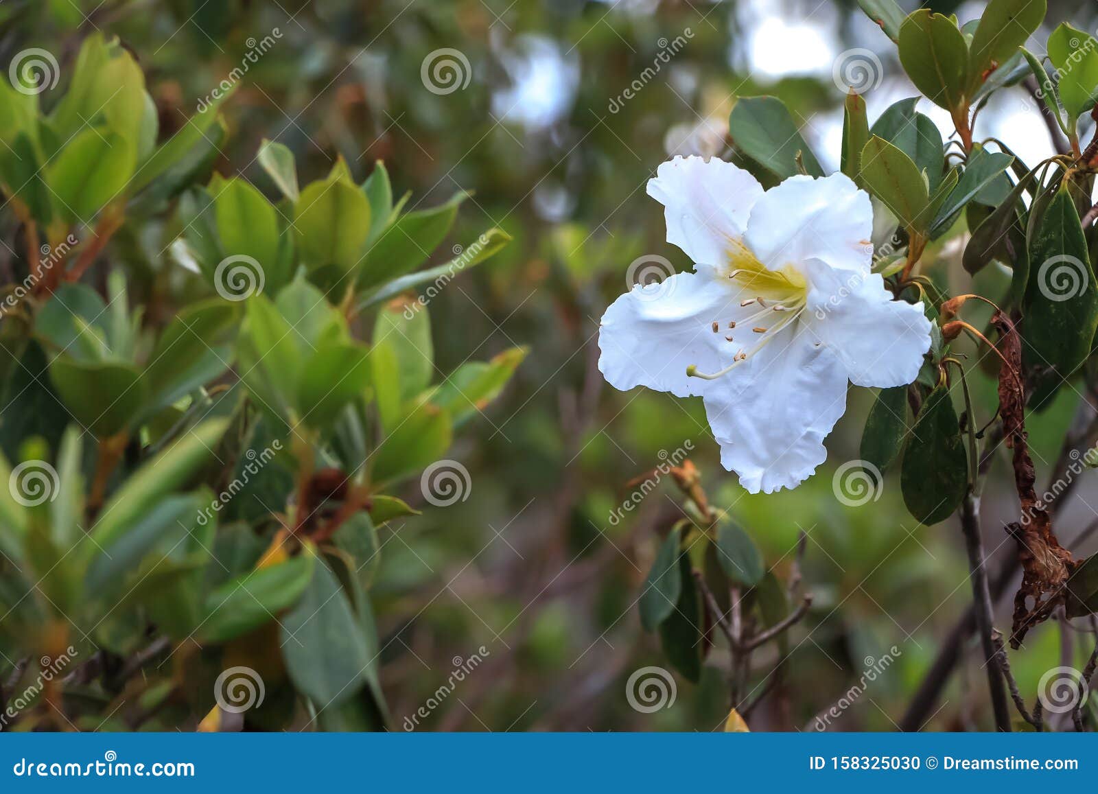White Wild Roses or Ericaceae Blooming on the Tree. Stock Photo - Image ...