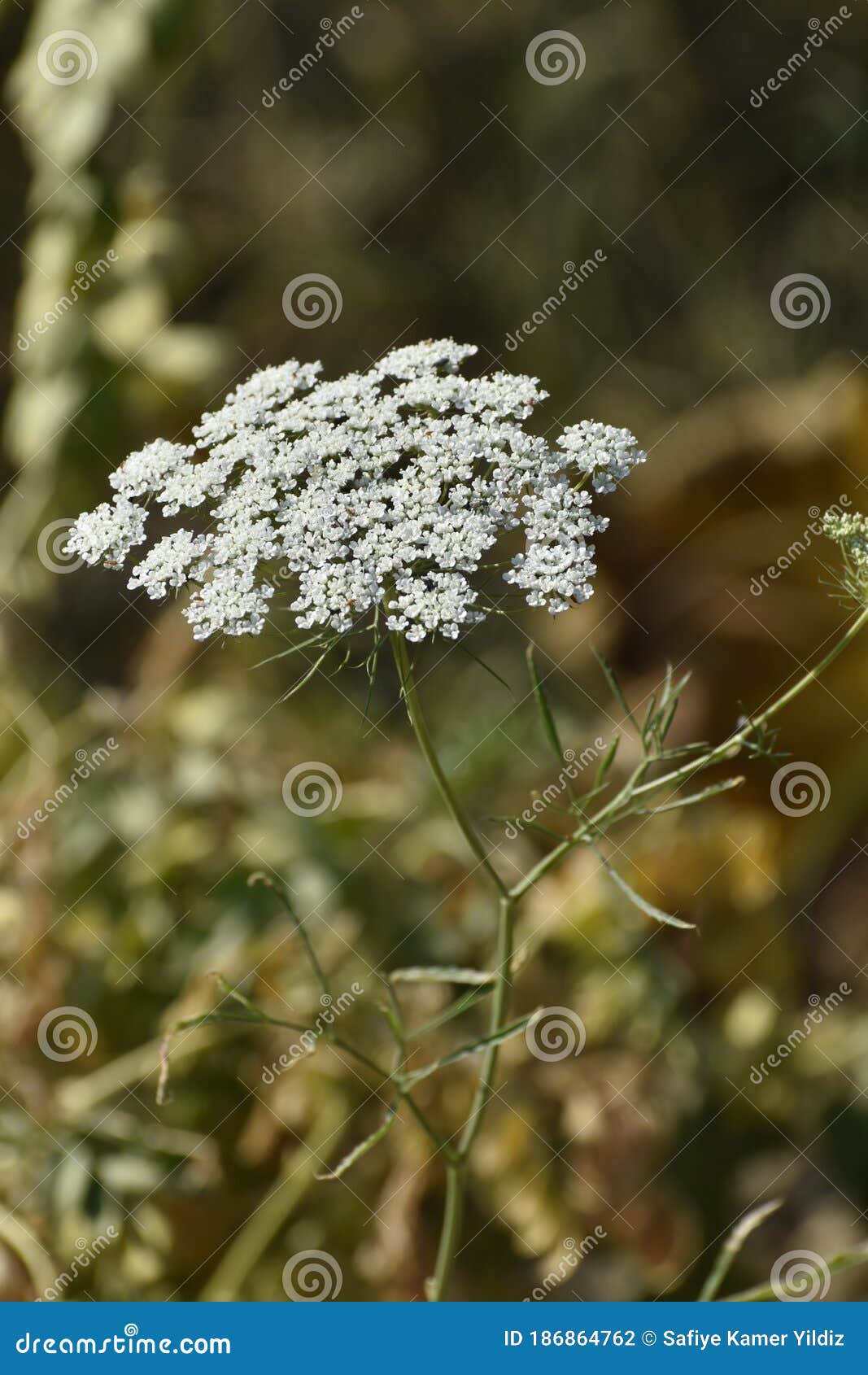 A White Wildflower with Small Tiny Flowers Appears. Stock Photo - Image ...