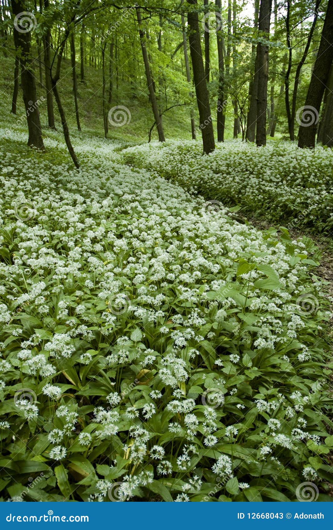 White wildflowers stock image. Image of walking, park - 12668043