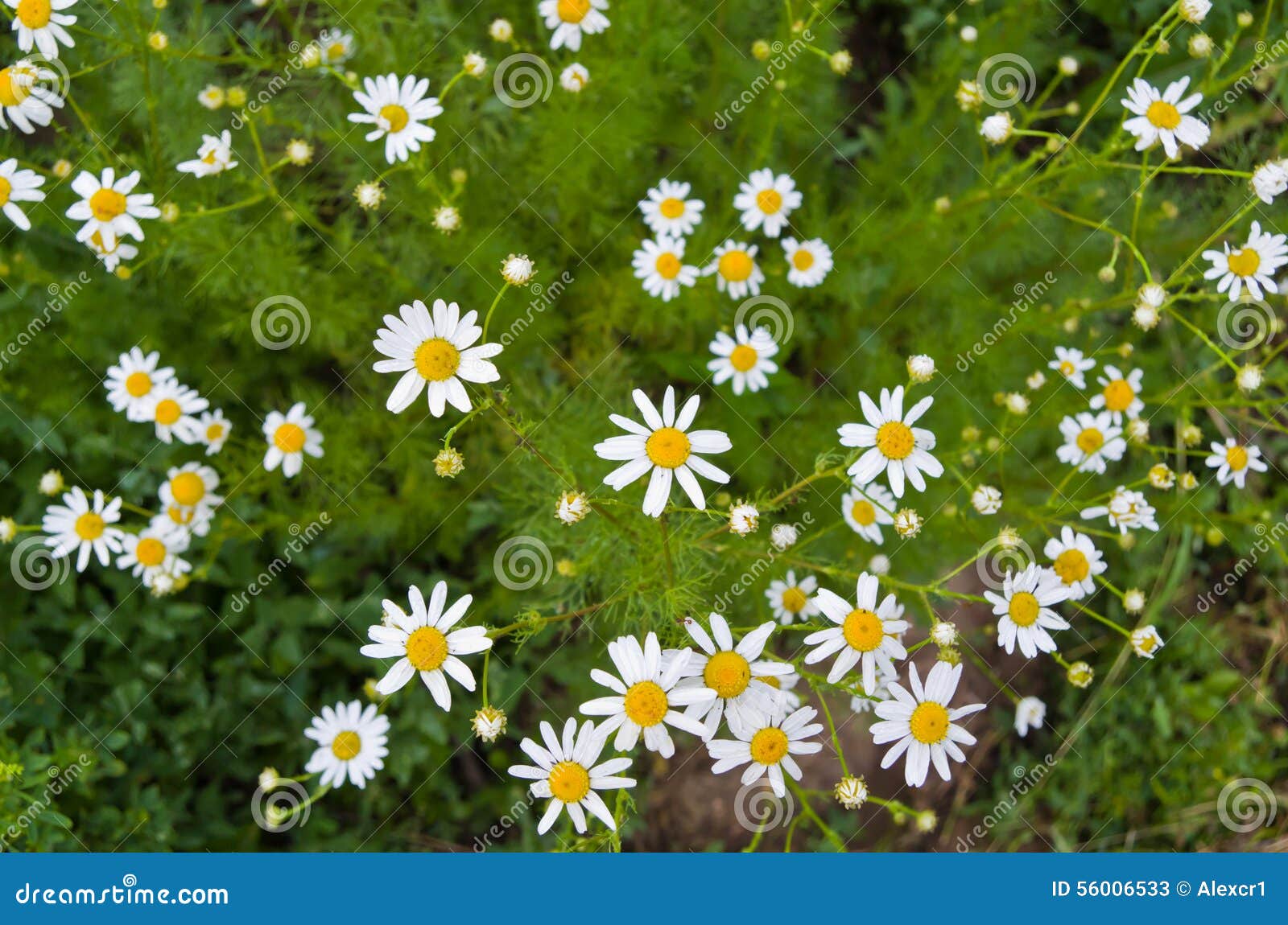 White wildflowers daisies stock image. Image of plants - 56006533