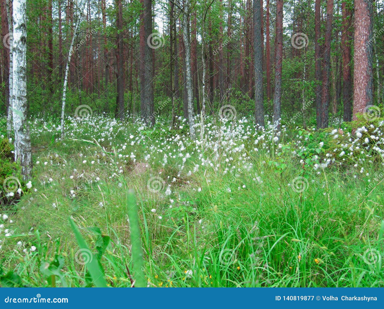 White Wildflowers in the Forest, Natural Background Stock Image - Image ...