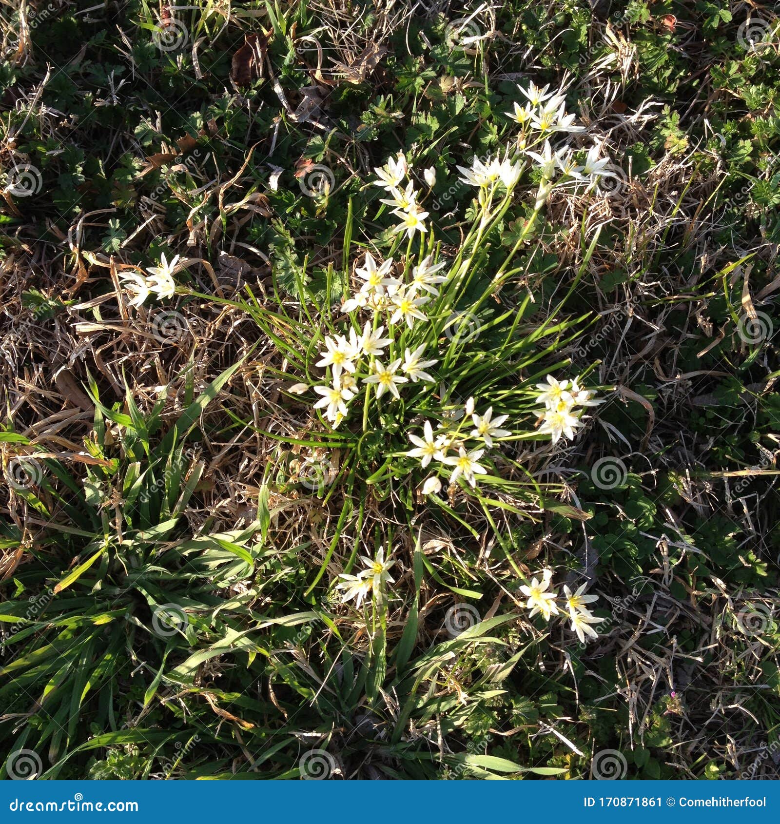 White wildflowers stock image. Image of flower, shrub - 170871861