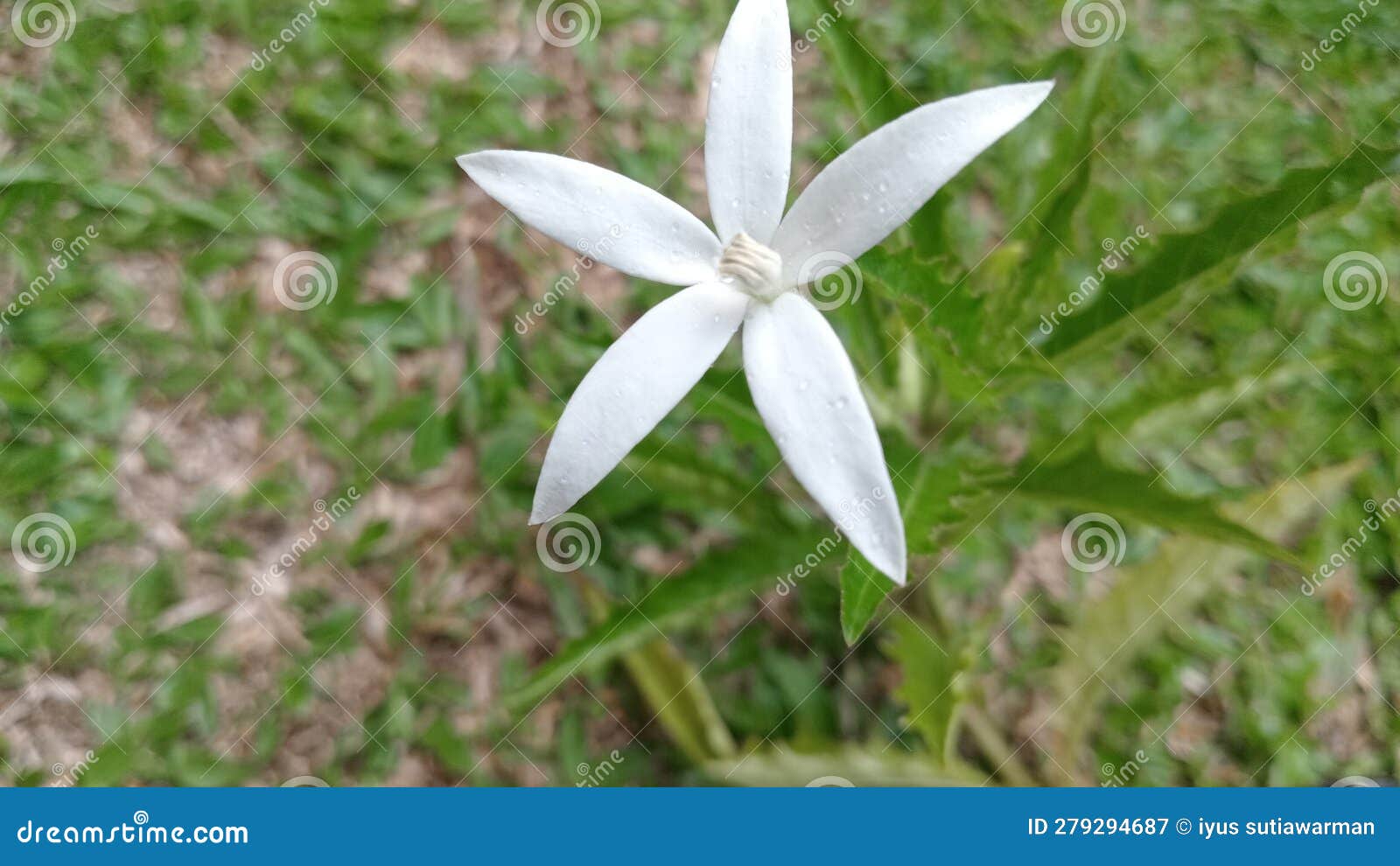 White Wildflowers Green Leaf Longiflora Stock Image - Image of garden ...