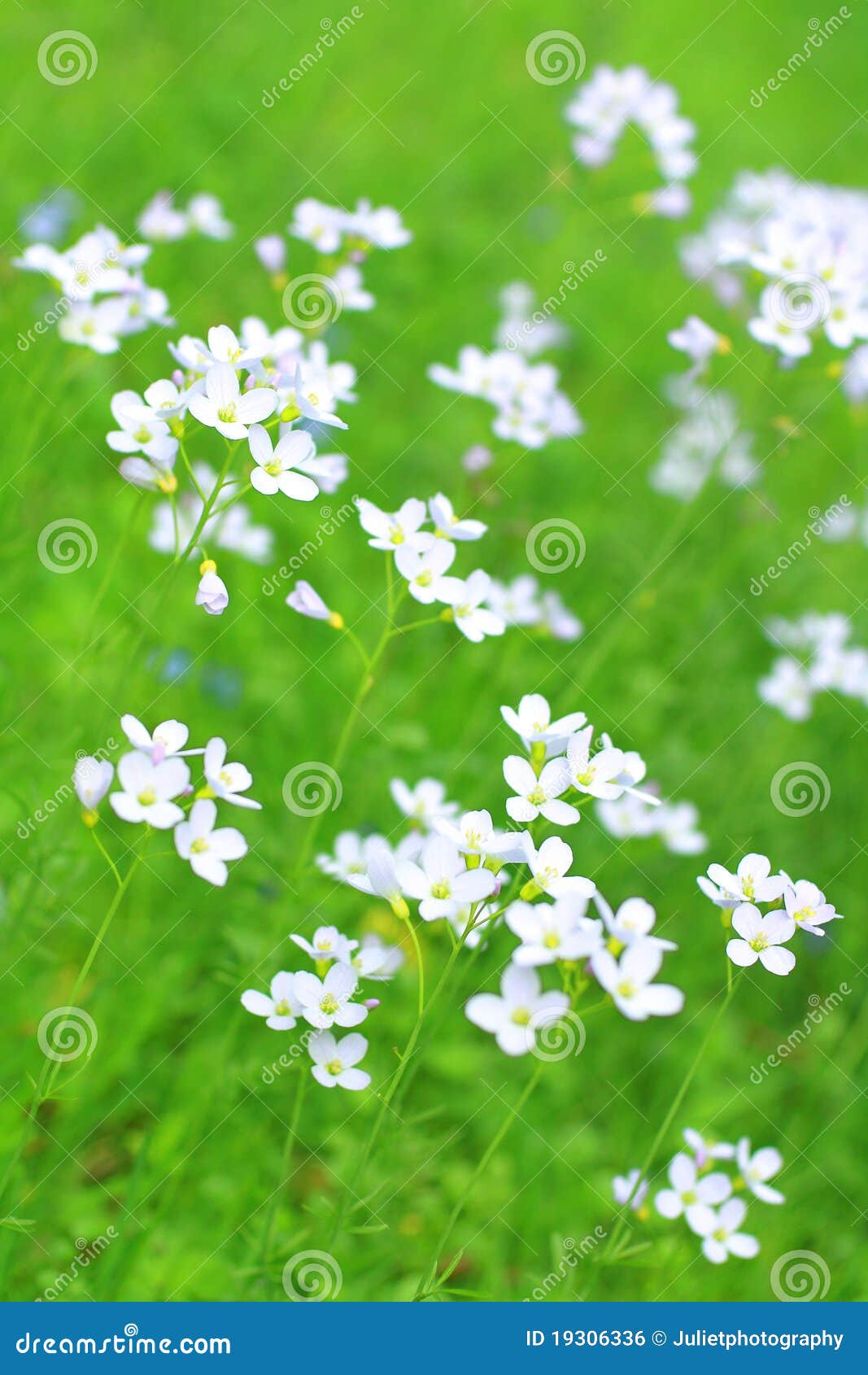 White Wildflowers in Springtime Stock Photo - Image of spring, close ...