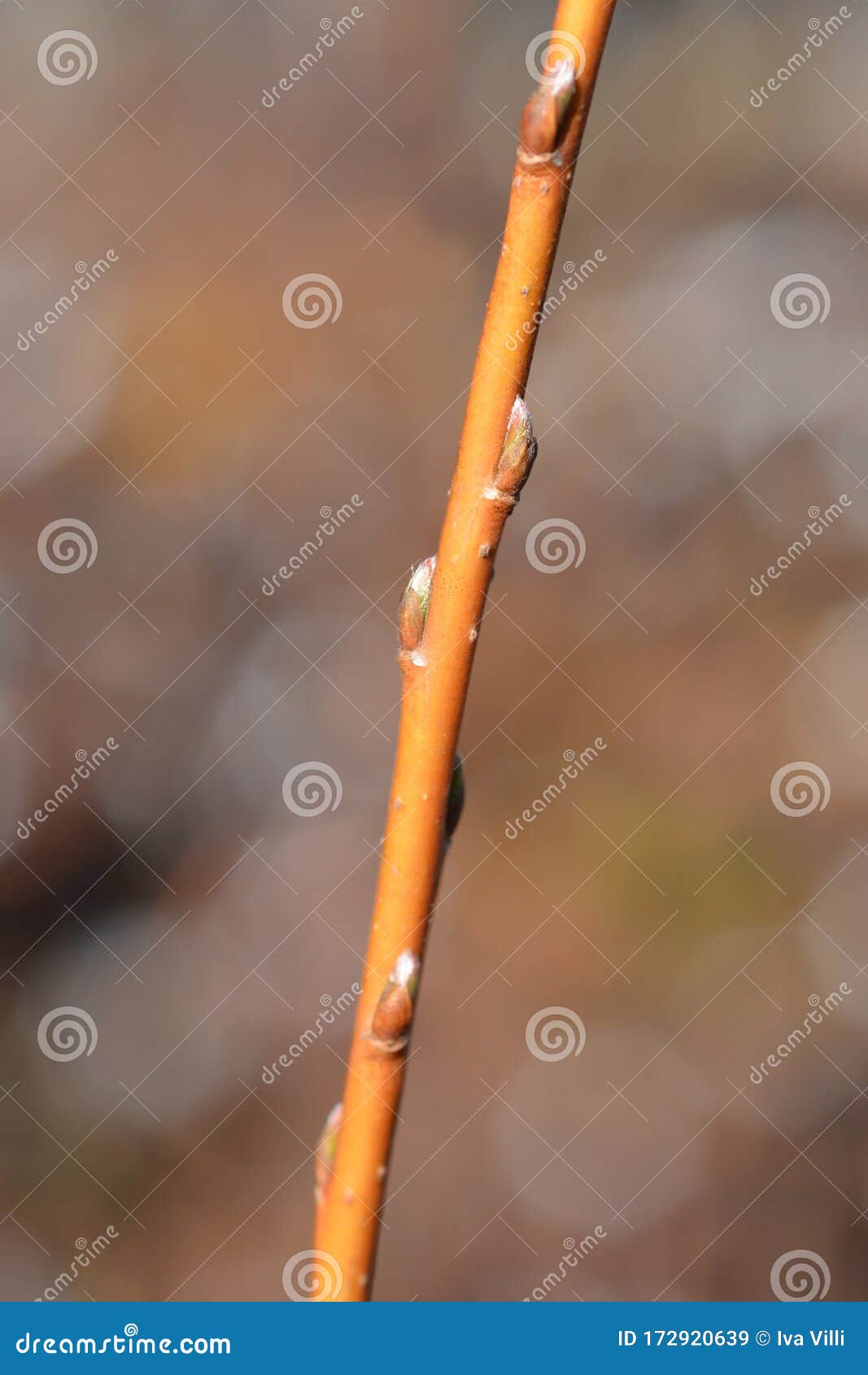 White willow stock image. Image of detail, close, plant - 172920639