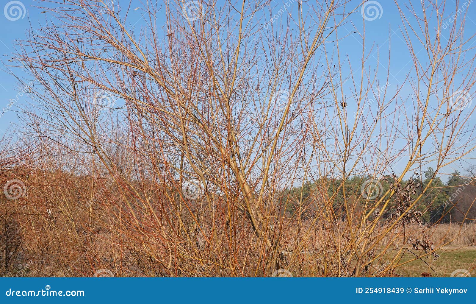 White willow tree stock image. Image of seeds, closes - 254918439
