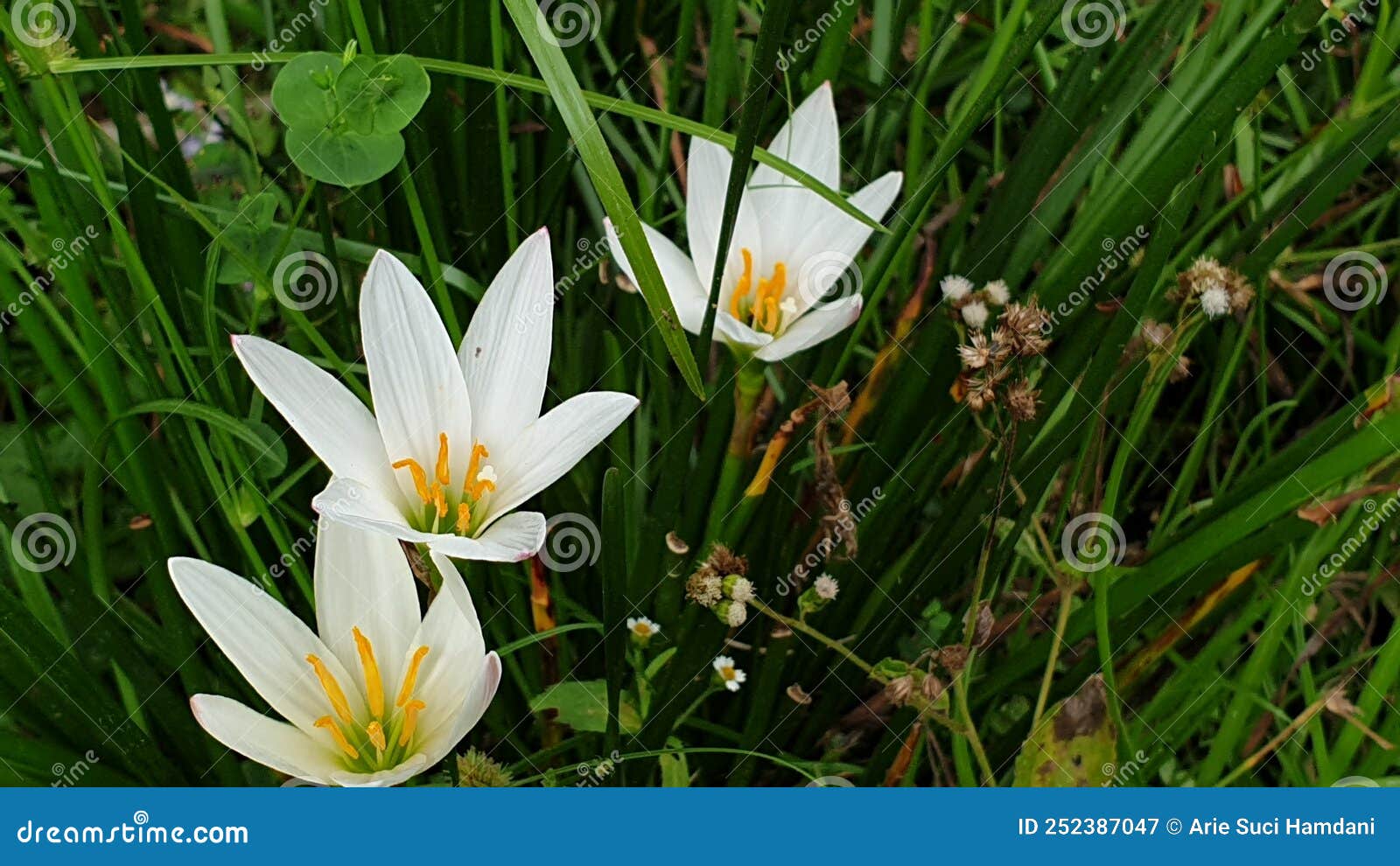 White Windflower Image for Wallpaper Stock Image - Image of nature ...