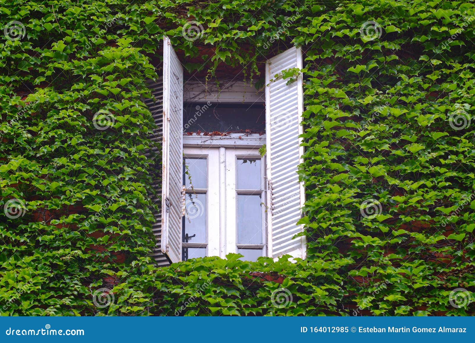 White Window with Bars Surrounded by Plants Stock Image - Image of ...