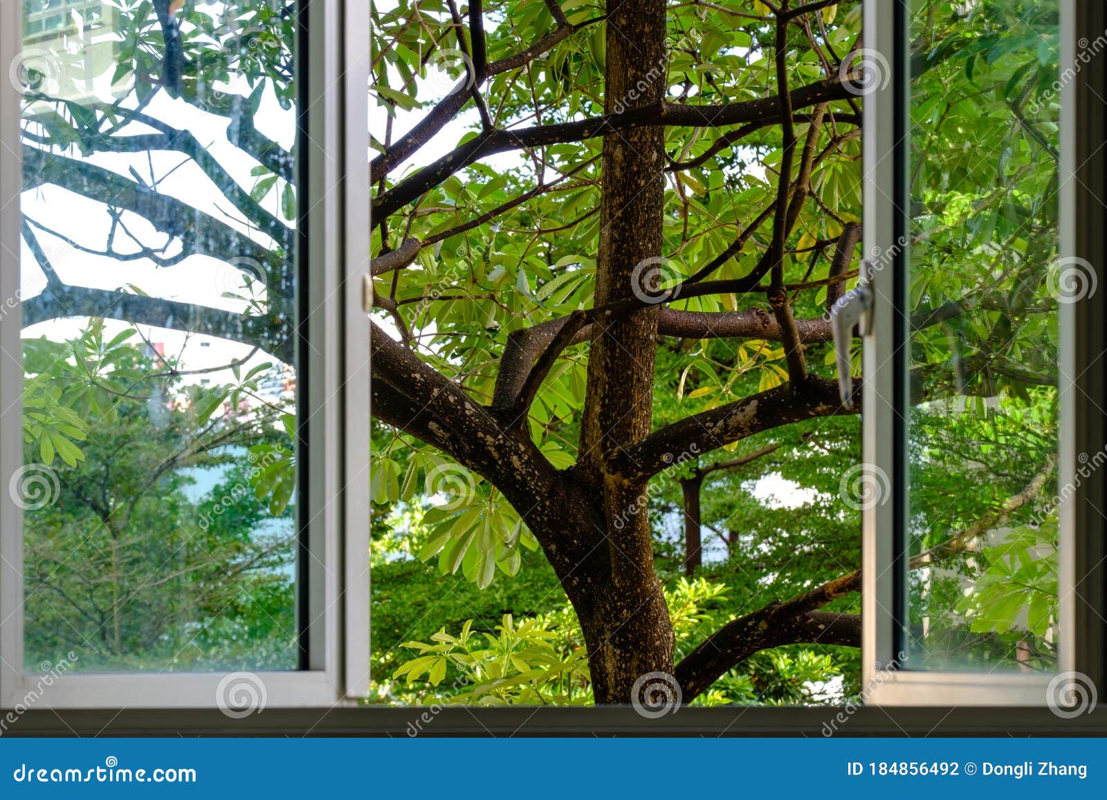 White Window with a Beautiful Tropical Tree View Stock Photo - Image of ...