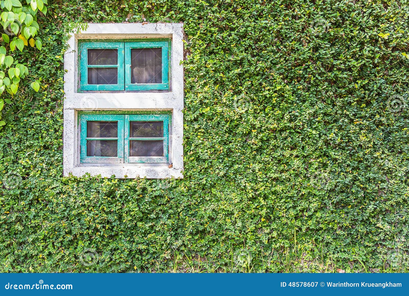 White Window Covered with Green Ivy Stock Image - Image of decorative ...