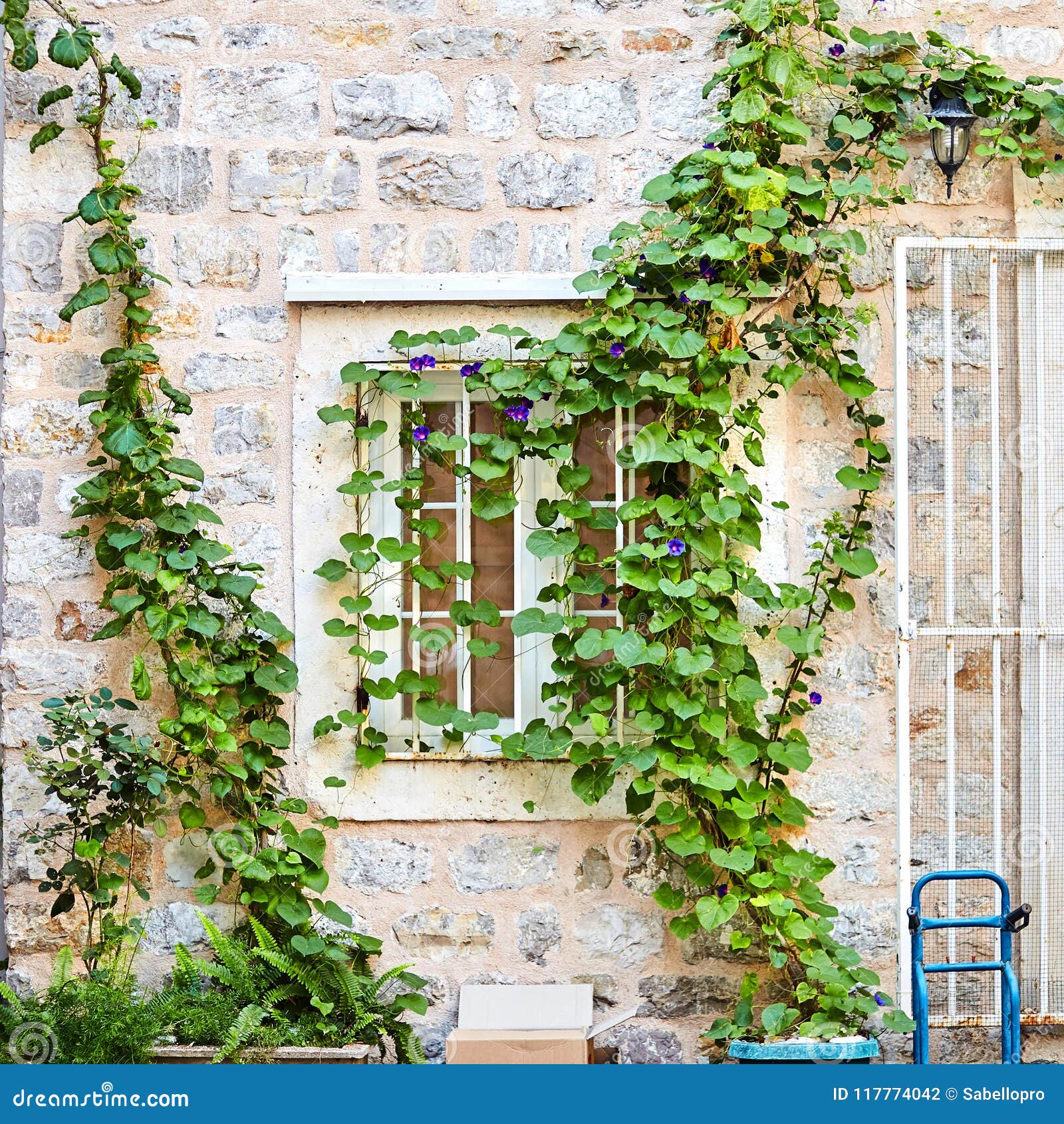 White Window. Green Ivy Plant Climb on Old White Stone Brick Wall ... White Window. Green Ivy Plant Climb on Old White Stone Brick Wall ...