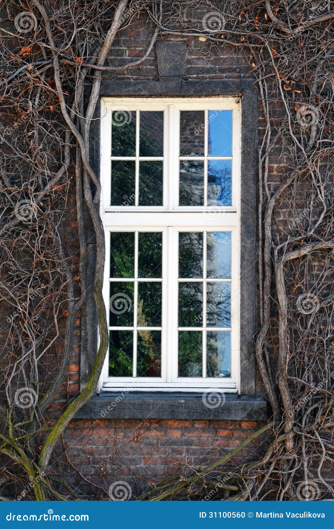 White window with vines stock photo. Image of facade - 31100560